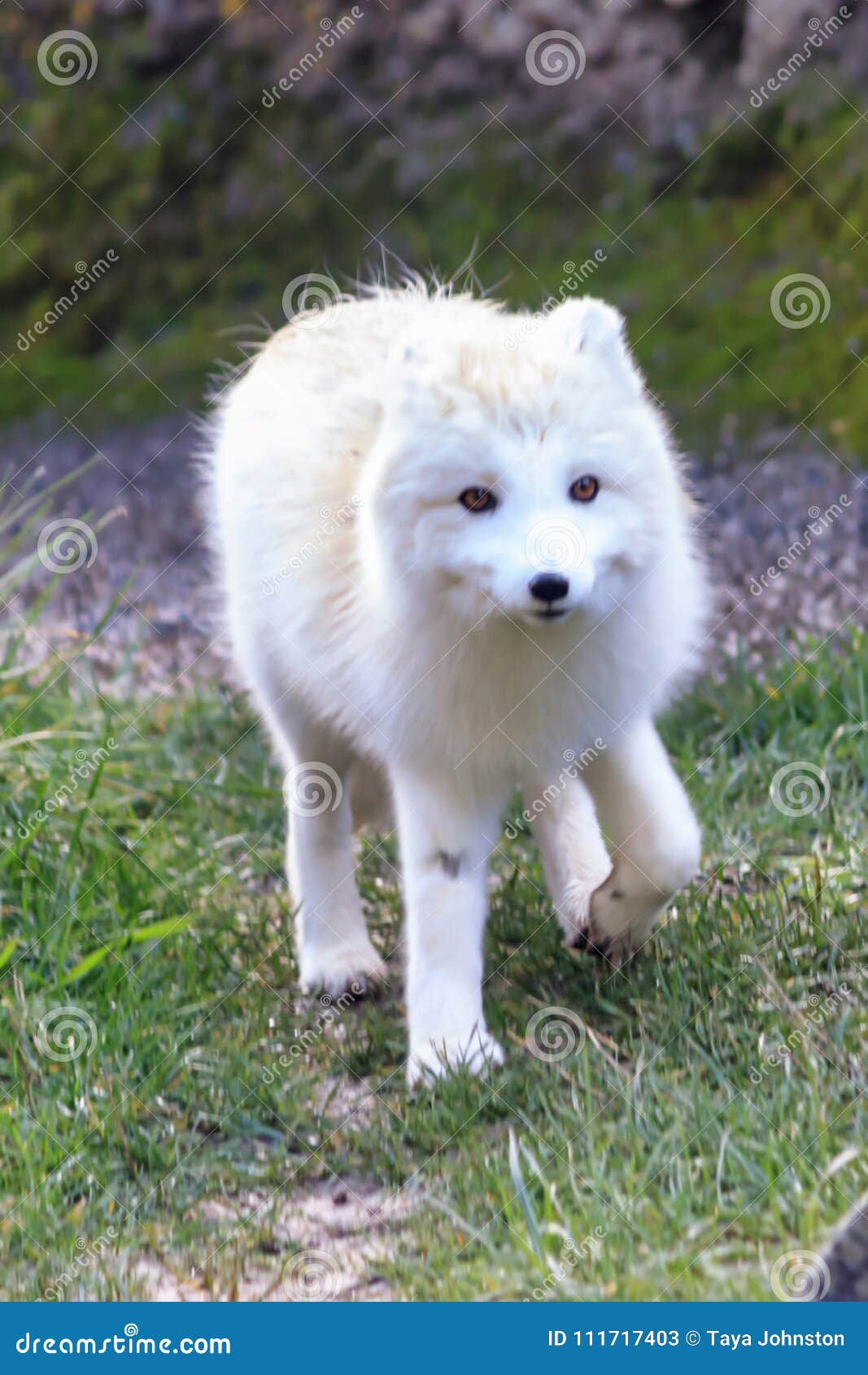 Close Up Arctic Fox in Spring Stock Image - Image of grass, baby: 111717403