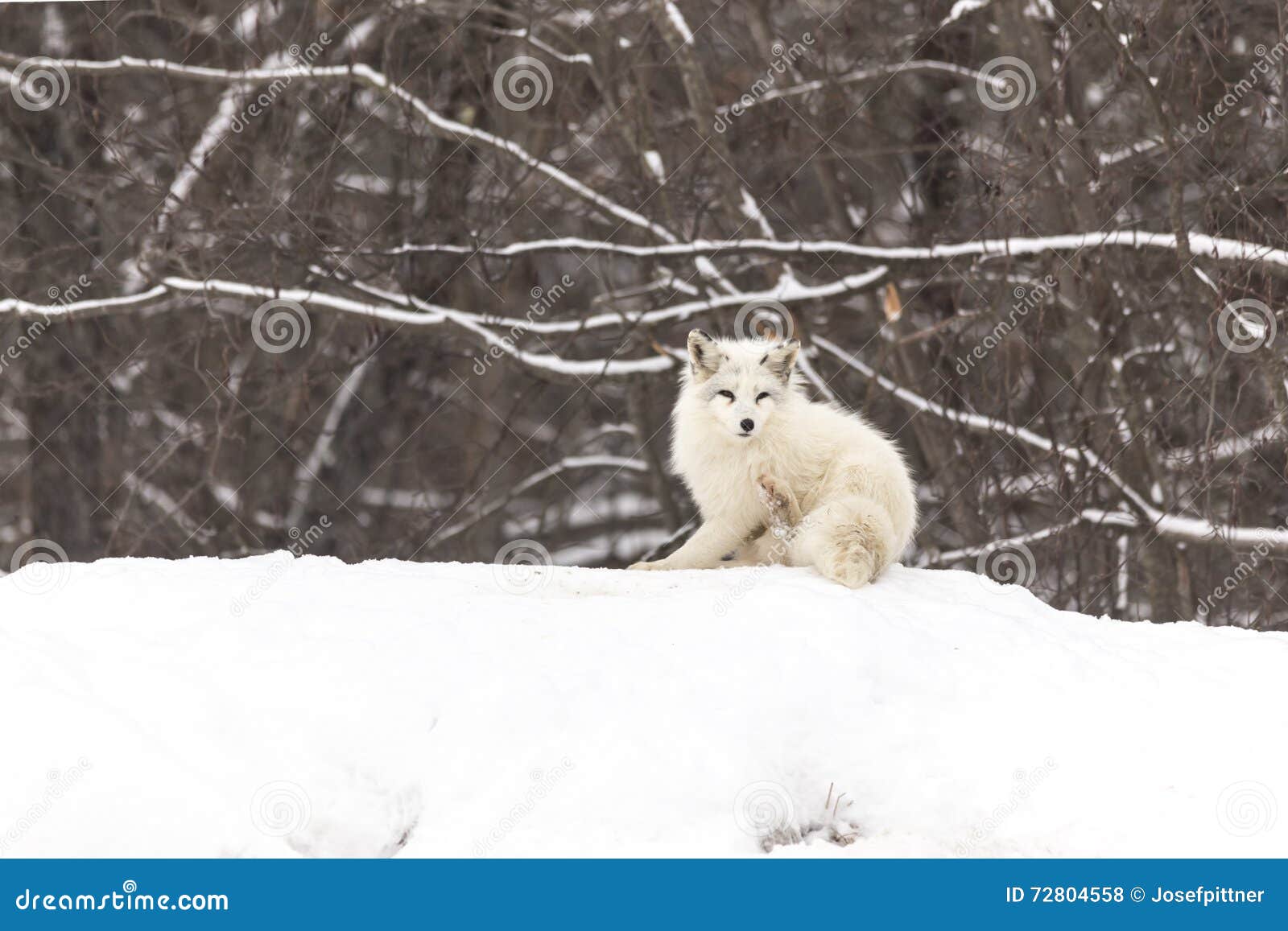 Arctic Fox in a Winter Scene Stock Photo - Image of creature, digital ...