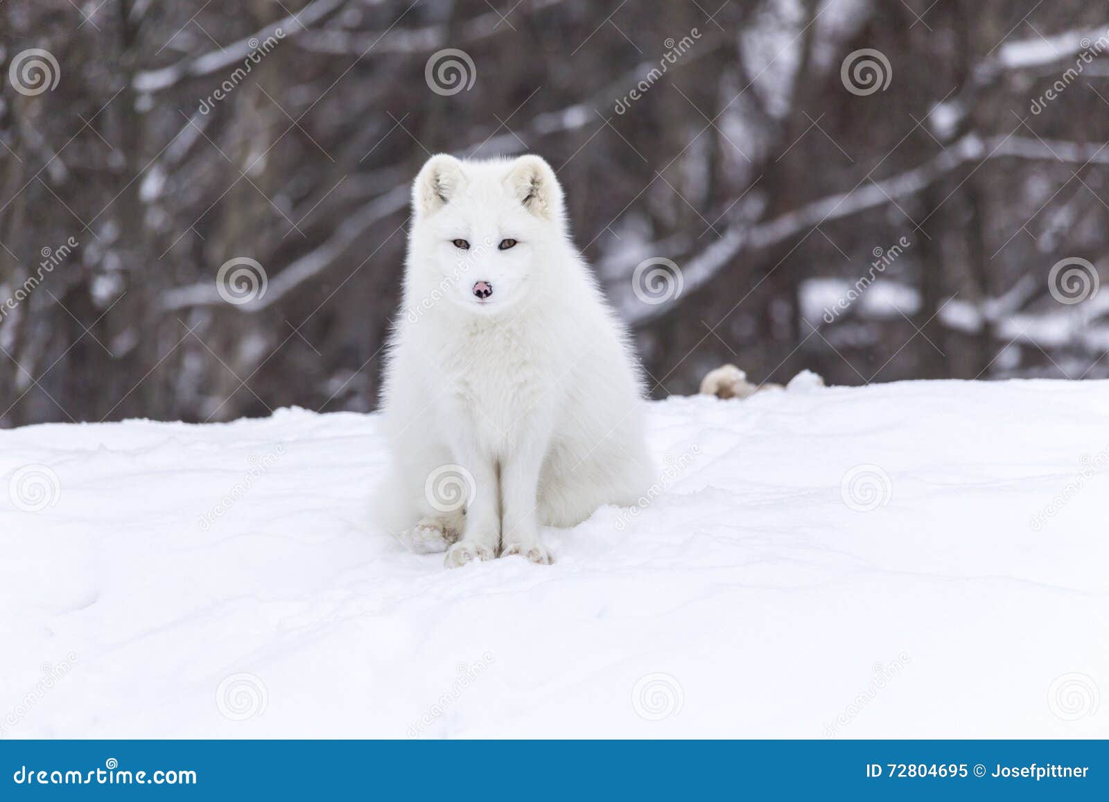 Arctic Fox in a Winter Scene Stock Image - Image of animal, carnivore ...