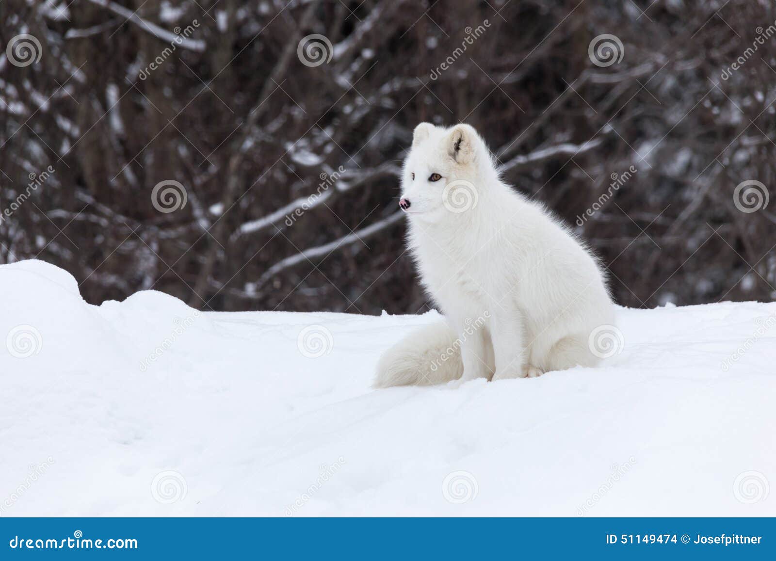 Arctic Fox in a Winter Scene Stock Photo - Image of winter, alopex ...