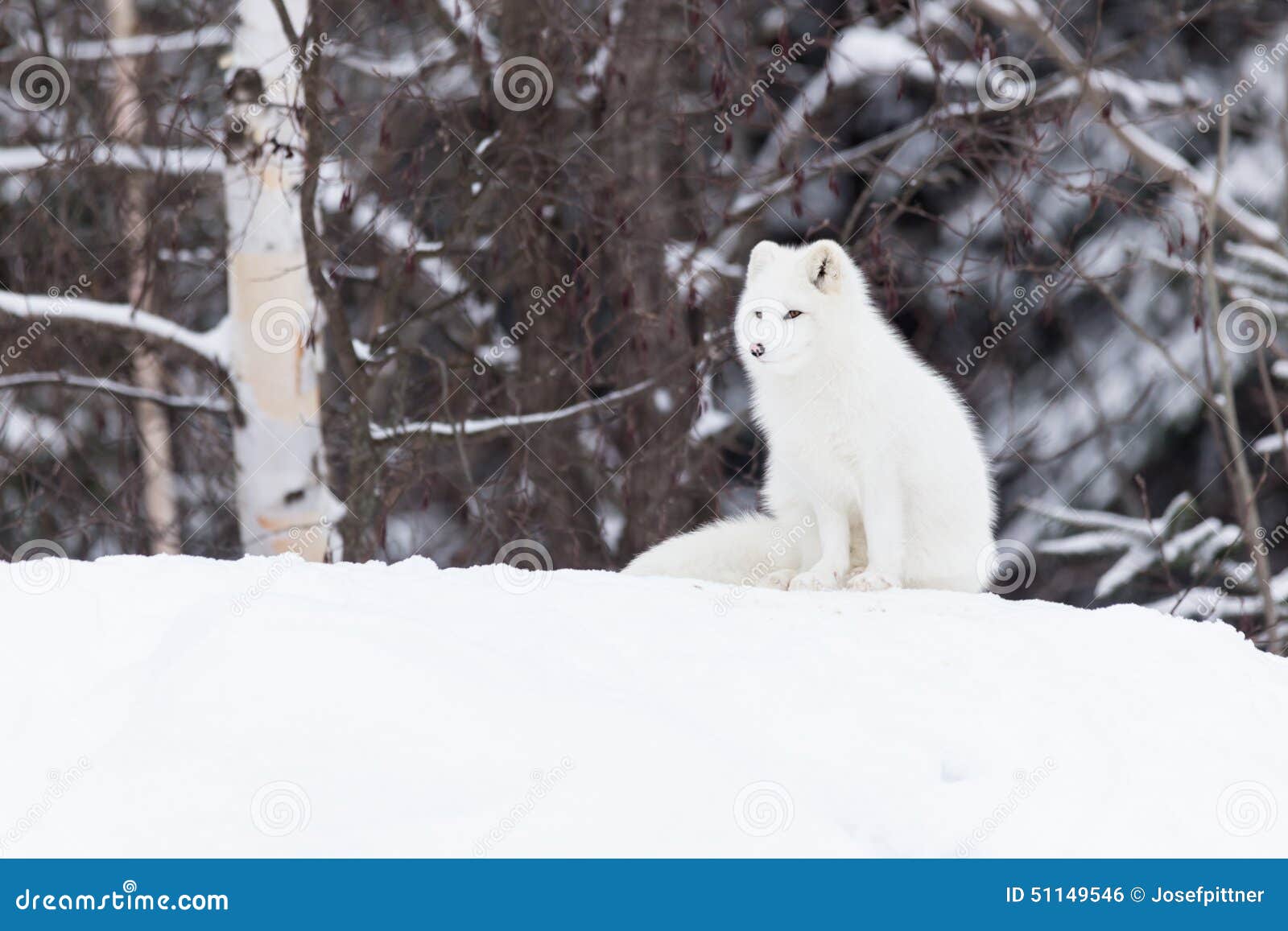 Arctic Fox in a Winter Scene Stock Photo - Image of undomesticated ...