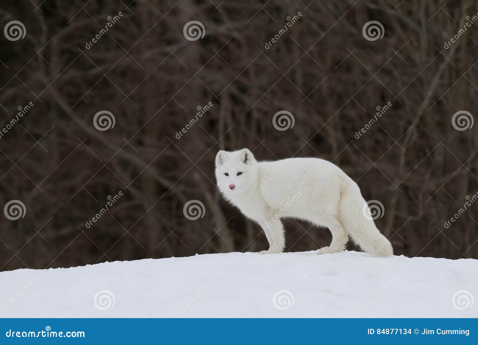Arctic Fox (Vulpes Lagopus) Standing in the Winter Snow in Canada Stock ...