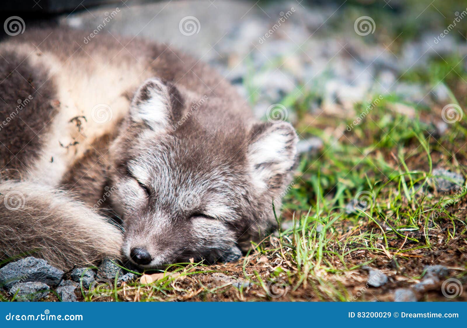 Arctic fox stock image. Image of wildlife, arcticfox - 83200029