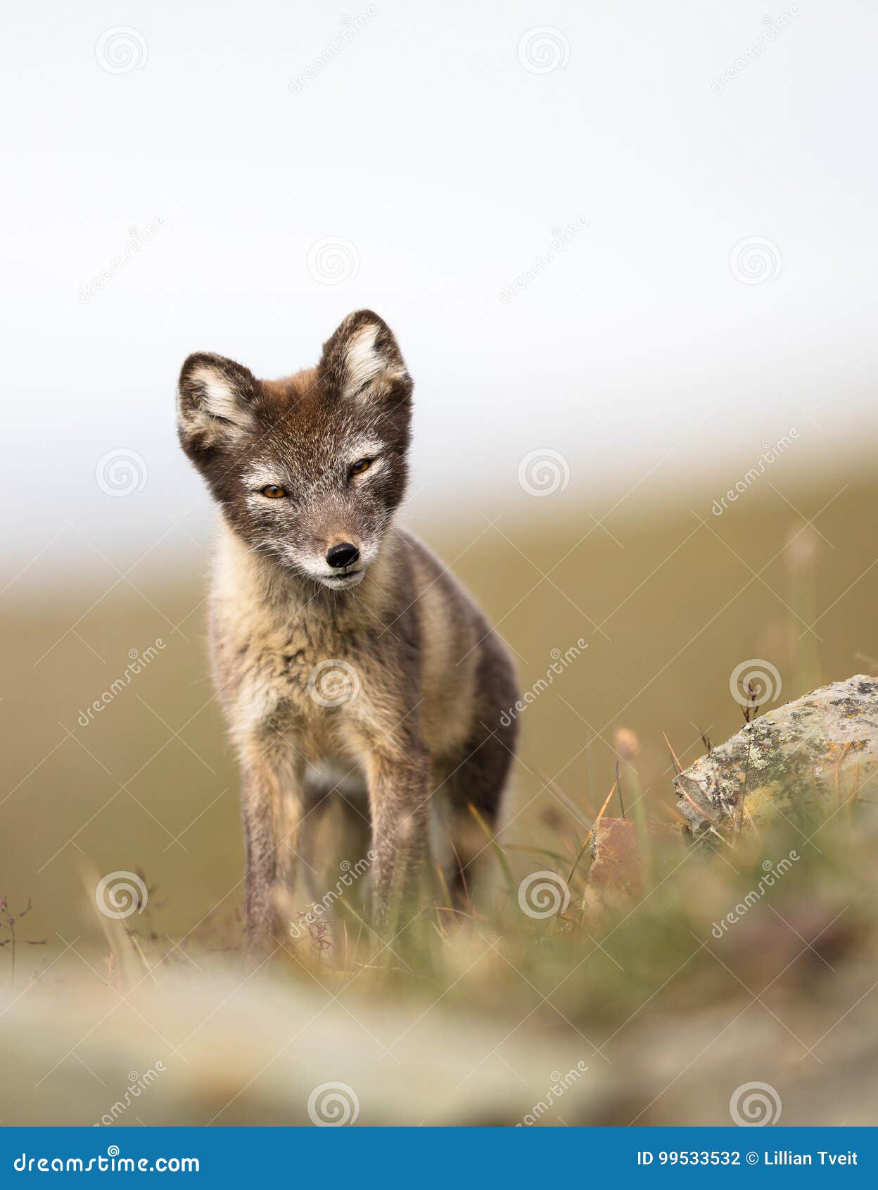 Curious Young Arctic Fox Looking into Camera Svalbard Stock Photo ...