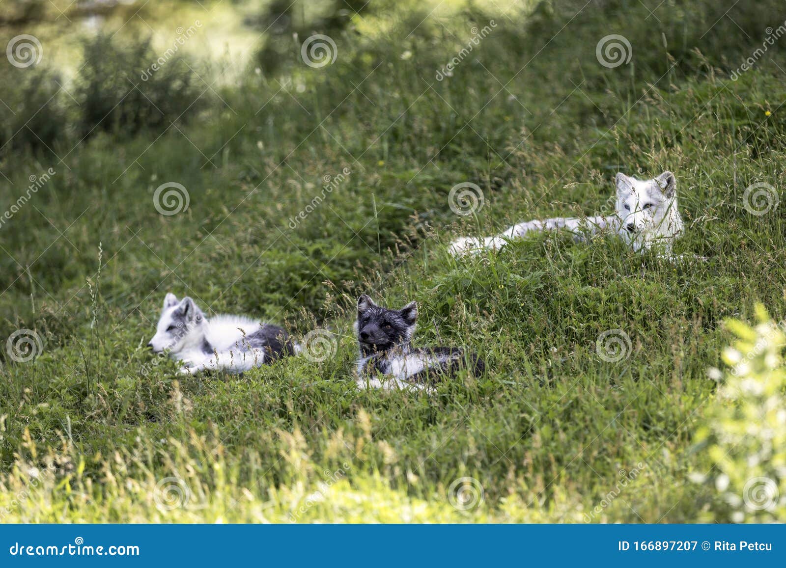 Small Arctic Foxes stock image. Image of arctic, nature - 166897207