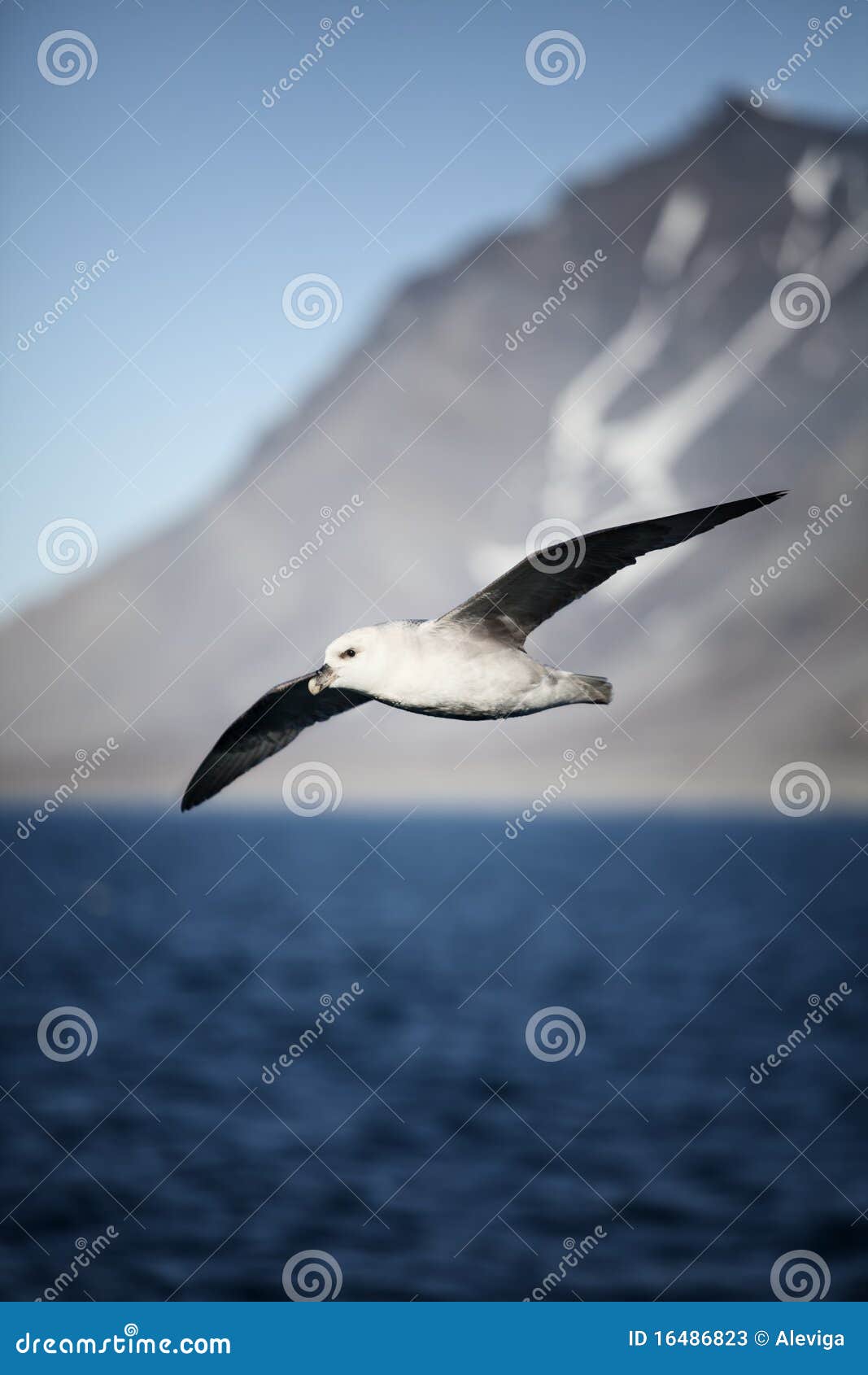 Arctic fulmar stock image. Image of feather, wildlife - 16486823
