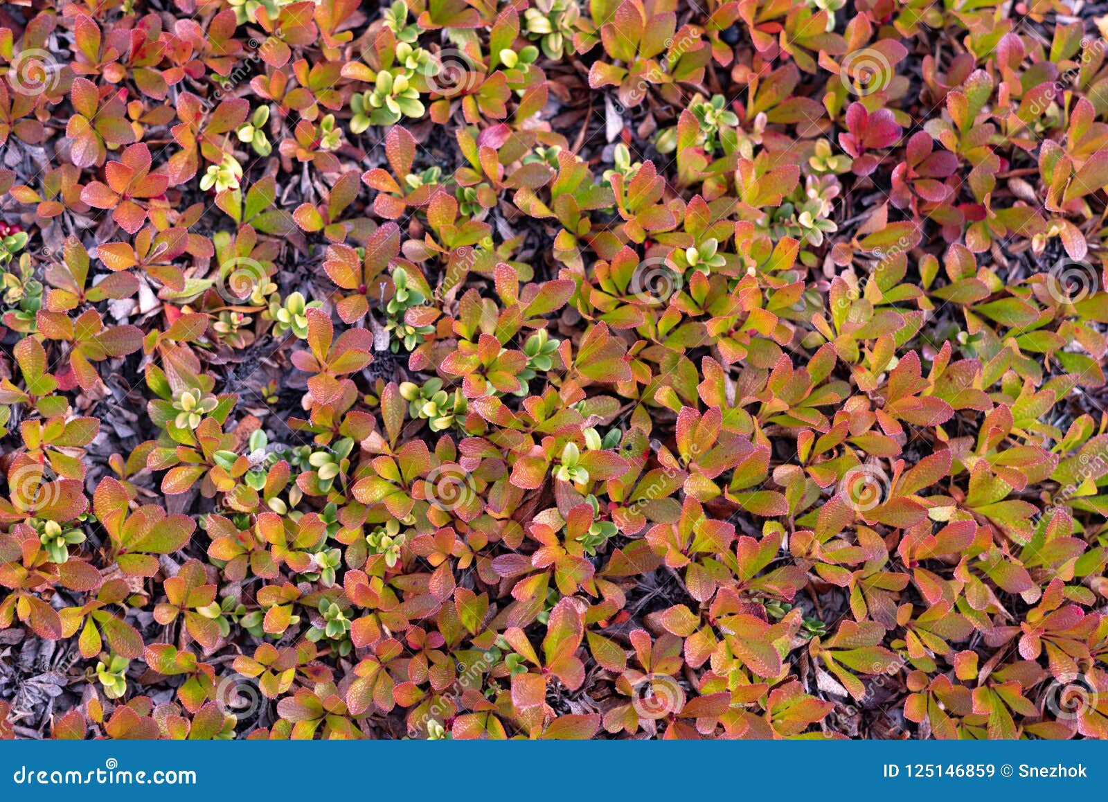 Arctic grass stock image. Image of green, cover, foliage - 125146859