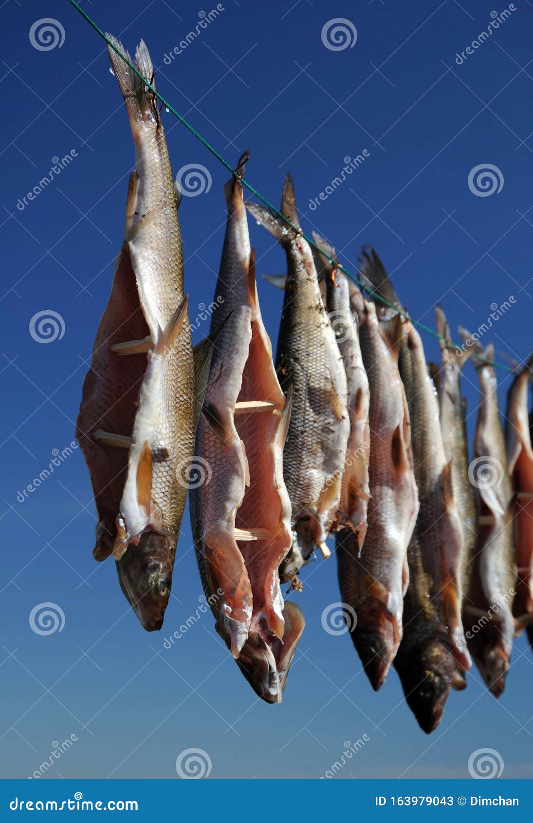 Two Arctic Grayling One With Colorful Dorsal Fin Cold Freshwater ...