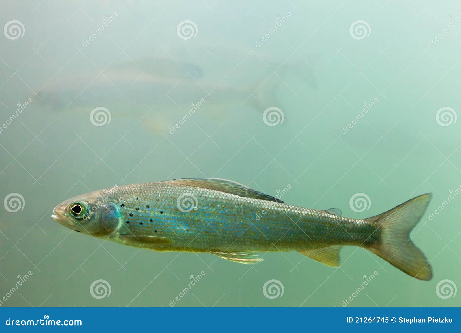 Arctic Fish Swimming