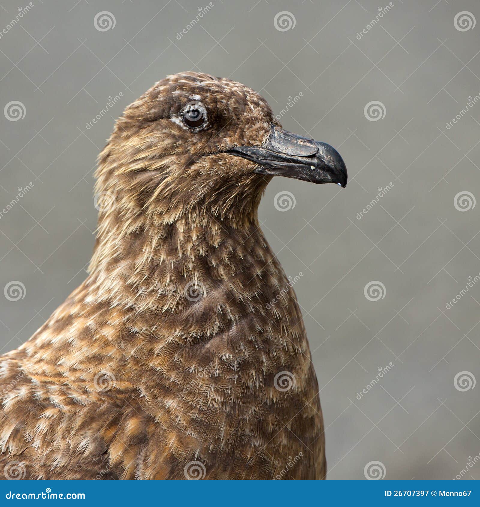 Arctic Great Skua (Stercorarius Skua) Stock Image - Image of outdoor ...