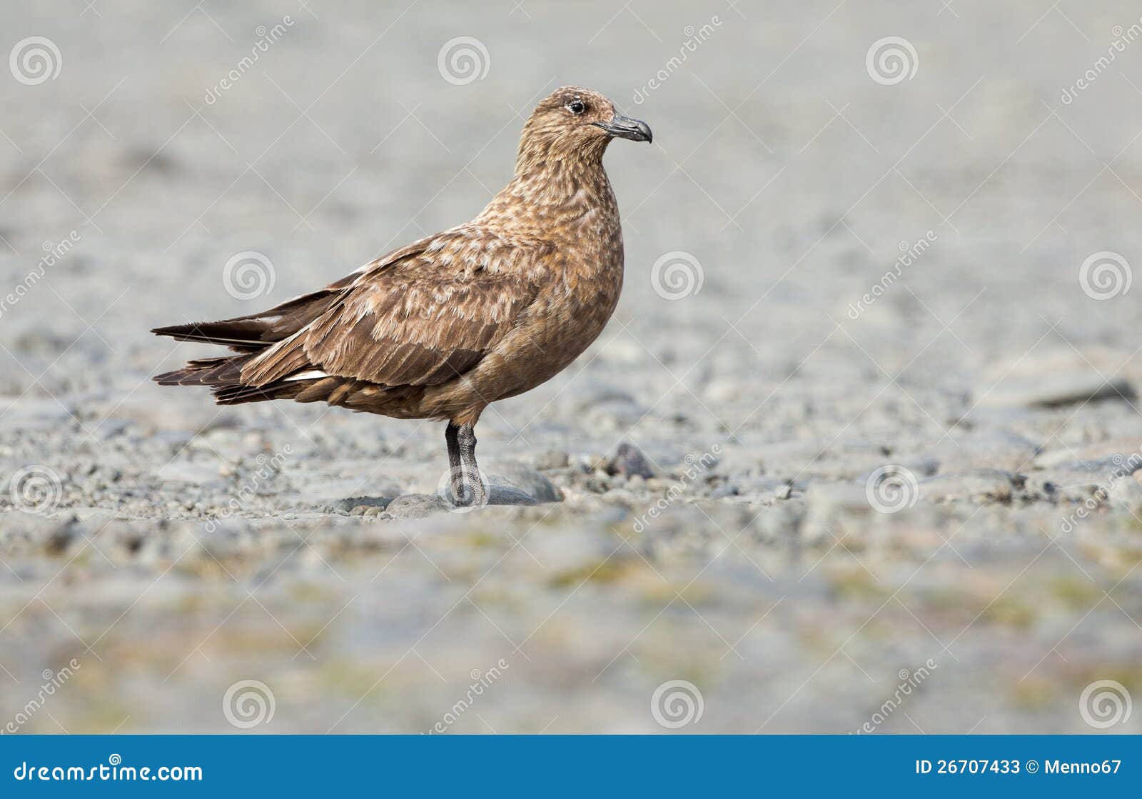 Arctic Great Skua (Stercorarius Skua) Stock Image - Image of scotland ...