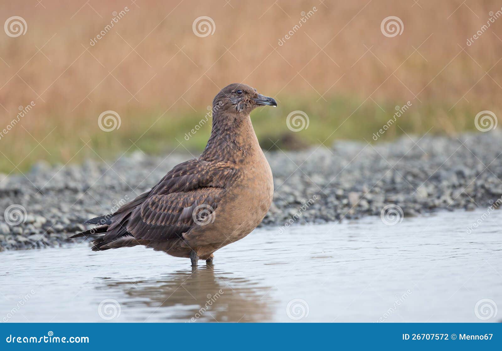 Arctic Great Skua (Stercorarius Skua) Royalty-Free Stock Photography ...