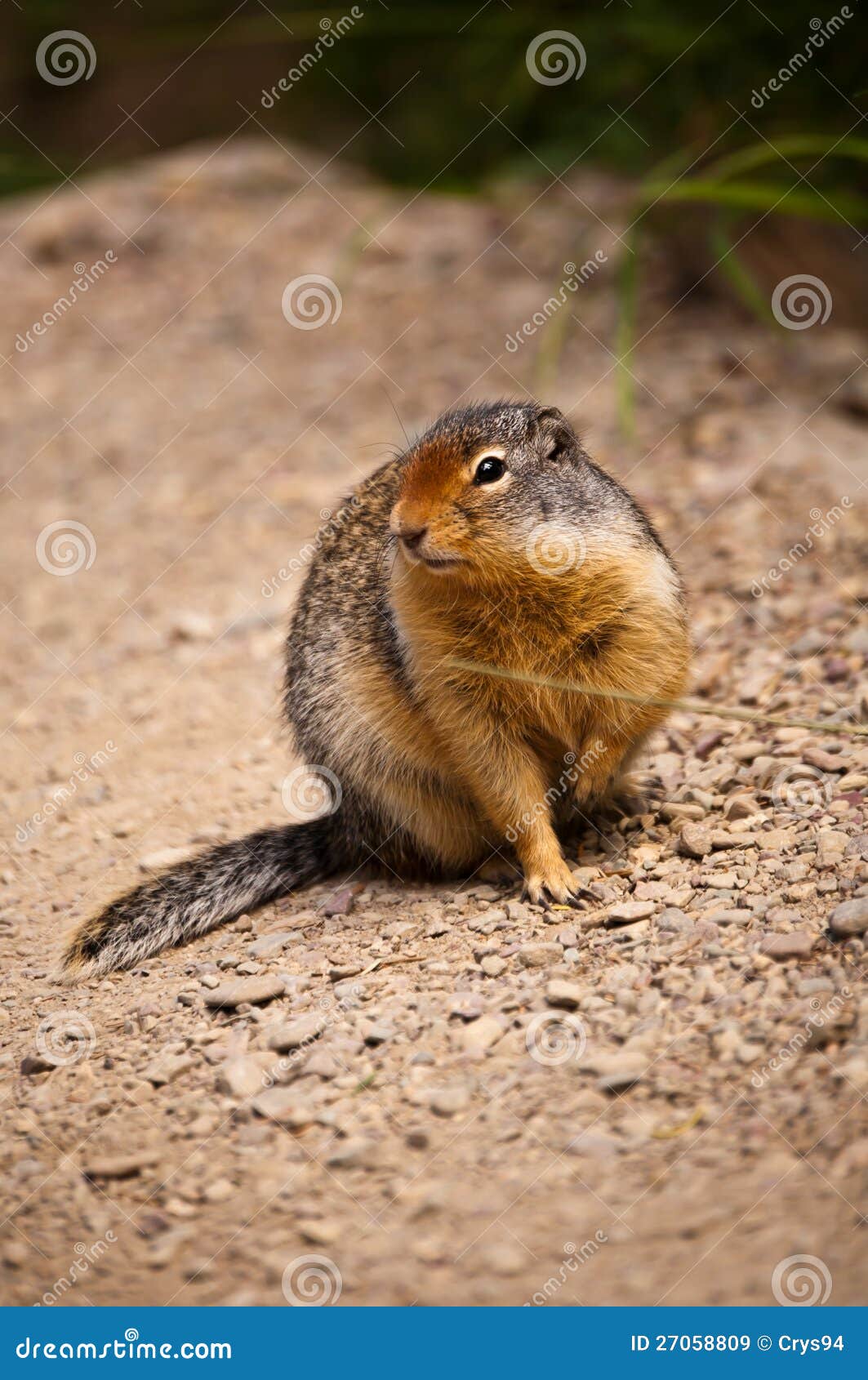 Arctic Ground Squirrel stock image. Image of diggers - 27058809