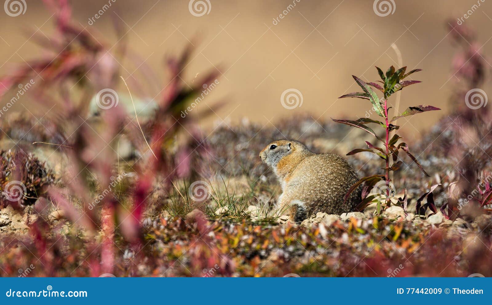 Arctic Ground Squirrel stock image. Image of alaska, animals - 77442009