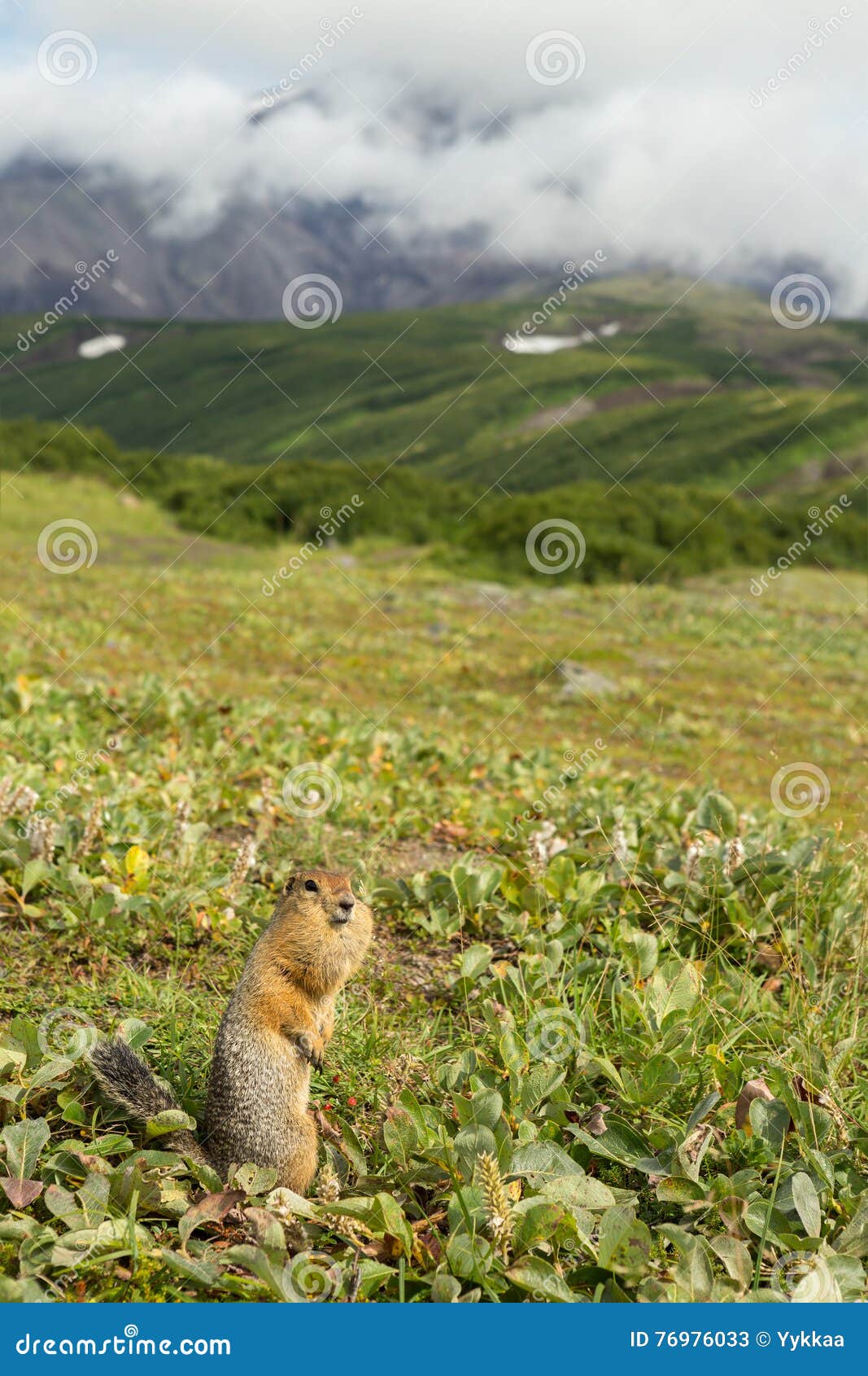 Arctic Ground Squirrel at Foot of Volcano on Kamchatka. Stock Image ...