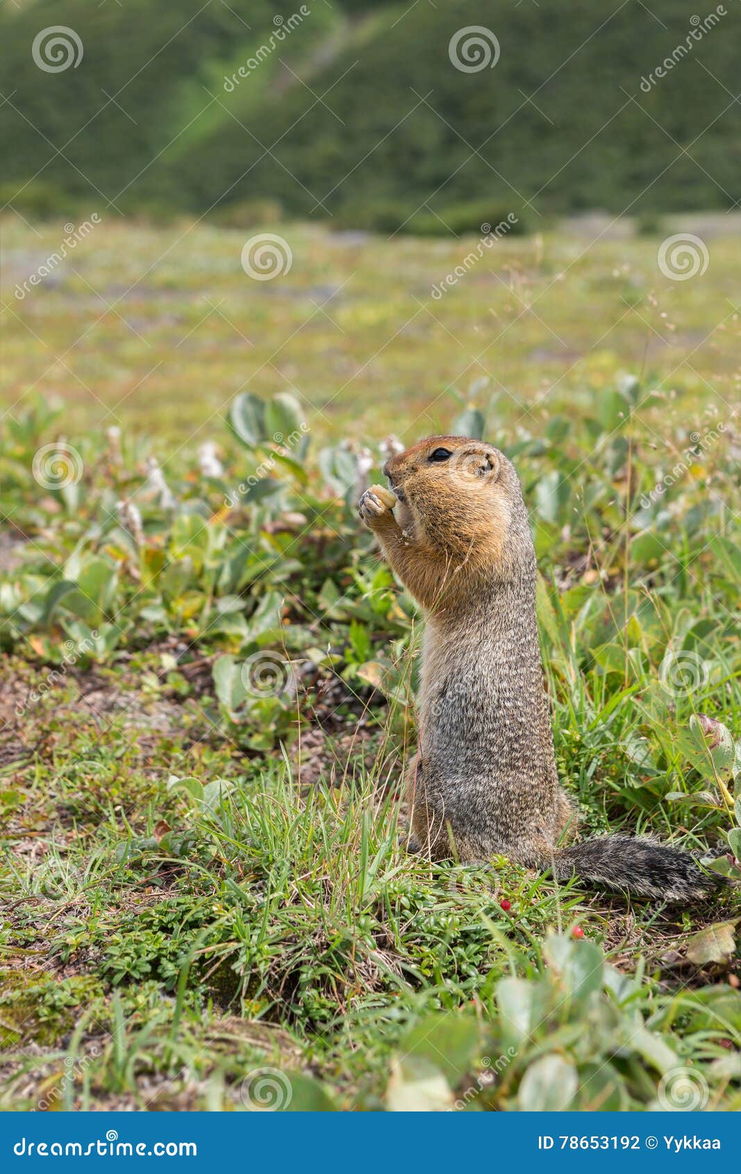 Arctic Ground Squirrel at Foot of Volcano on Kamchatka. Stock Photo ...