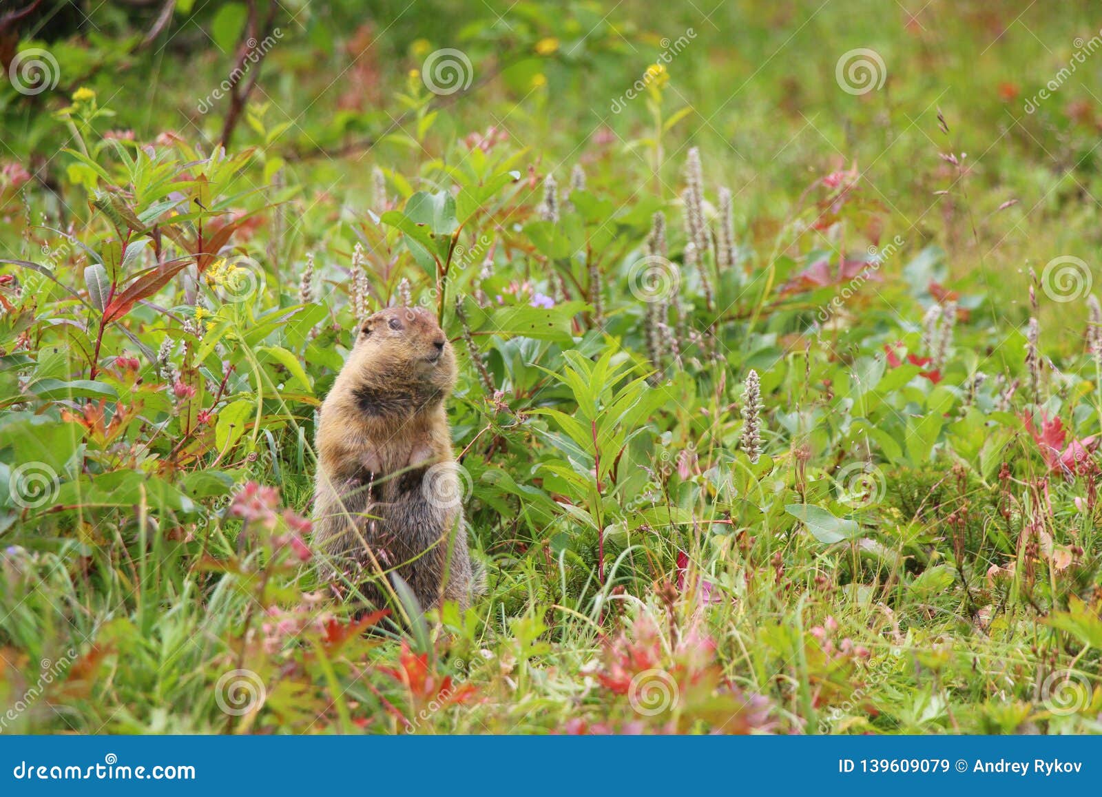 Arctic Ground Squirrel Urocitellus Parryii Stands in Grass Stock Image ...