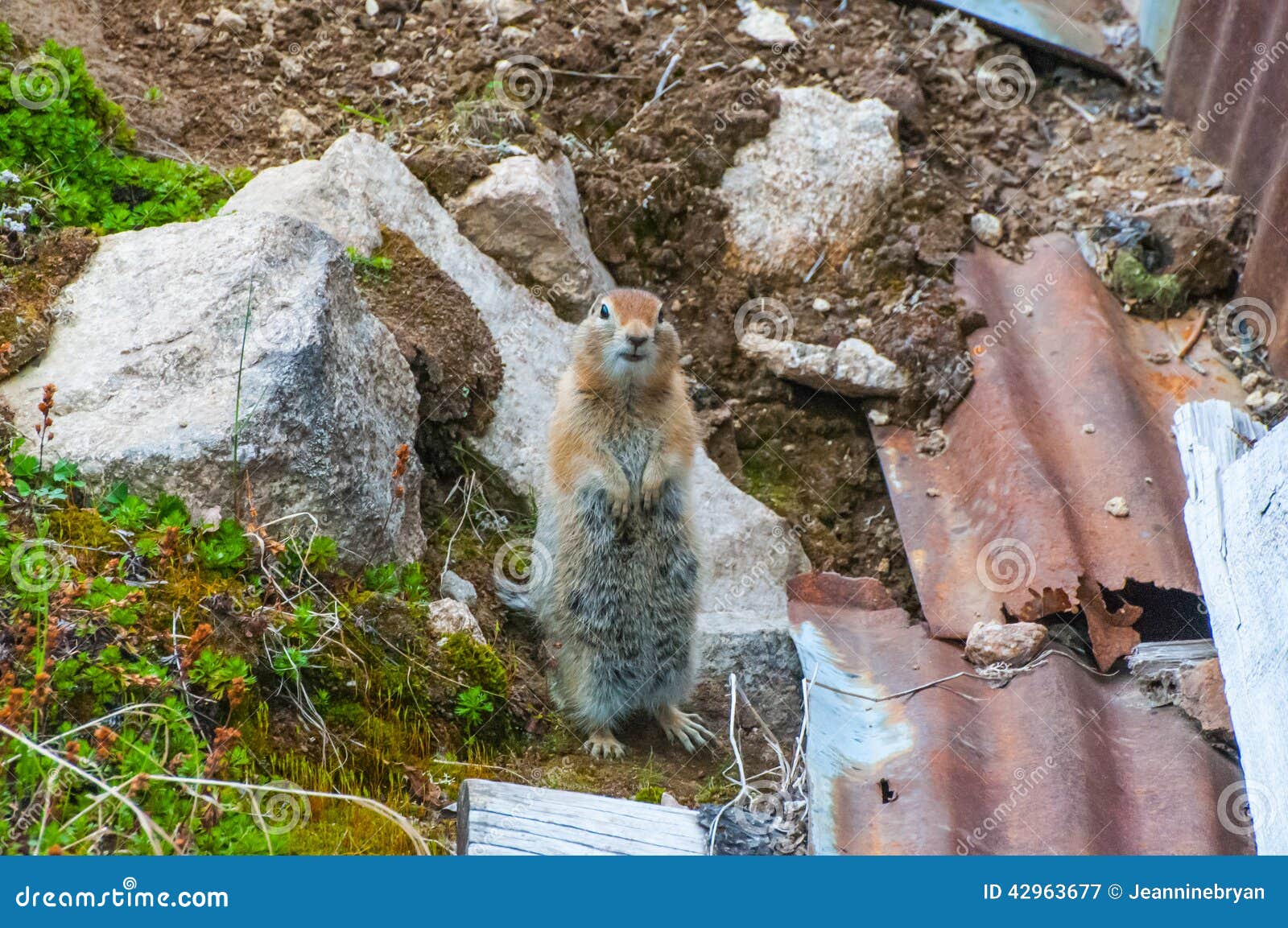 Arctic Ground Squirrel stock image. Image of squirrel - 42963677