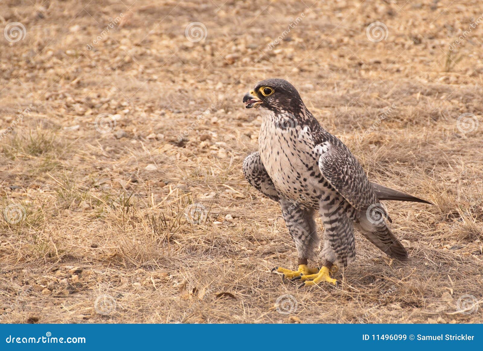 Arctic Gyrfalcon stock image. Image of leather, center - 11496099
