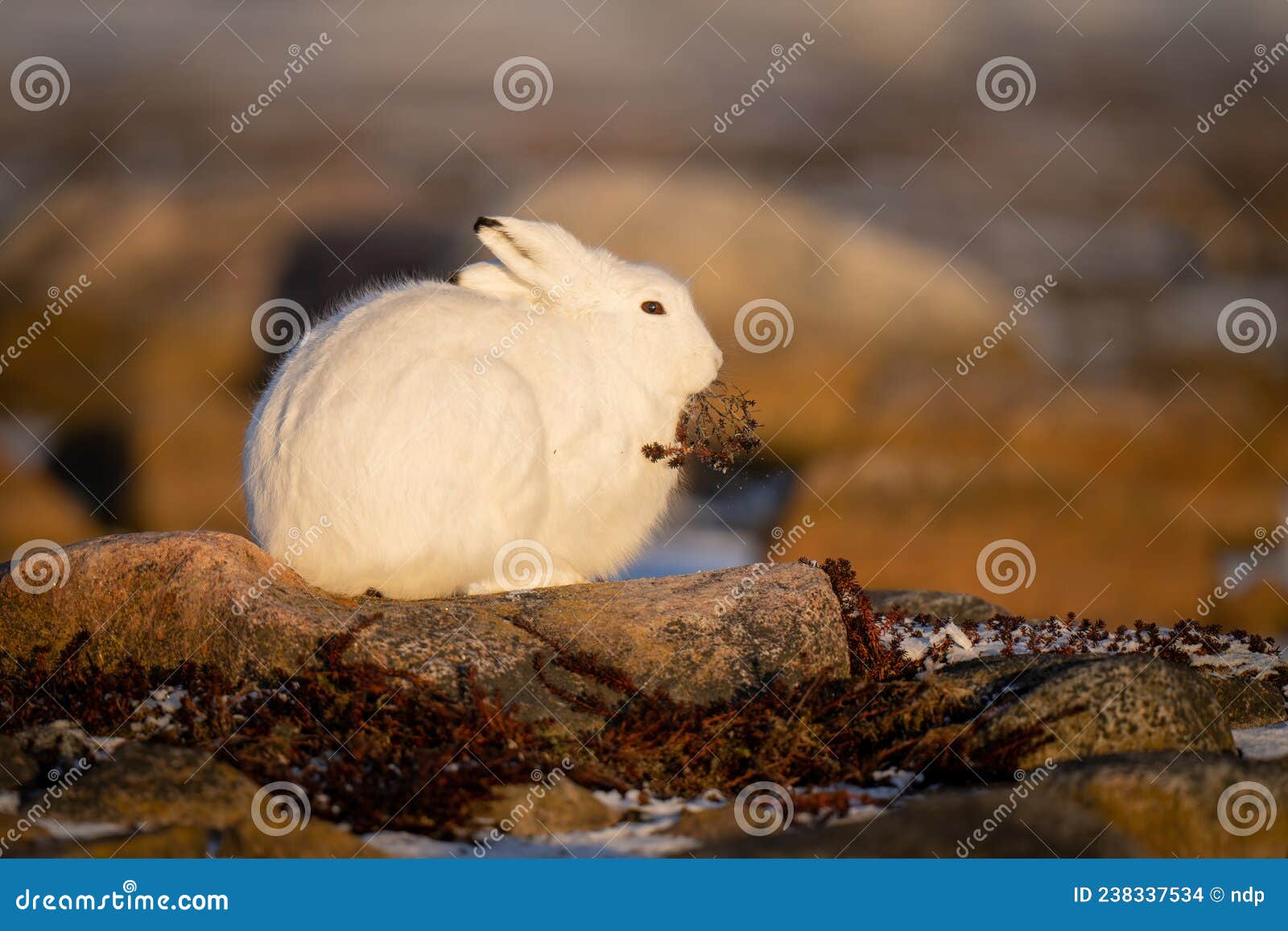 Arctic Hare Eating Plant on Rocky Tundra Stock Photo - Image of ...