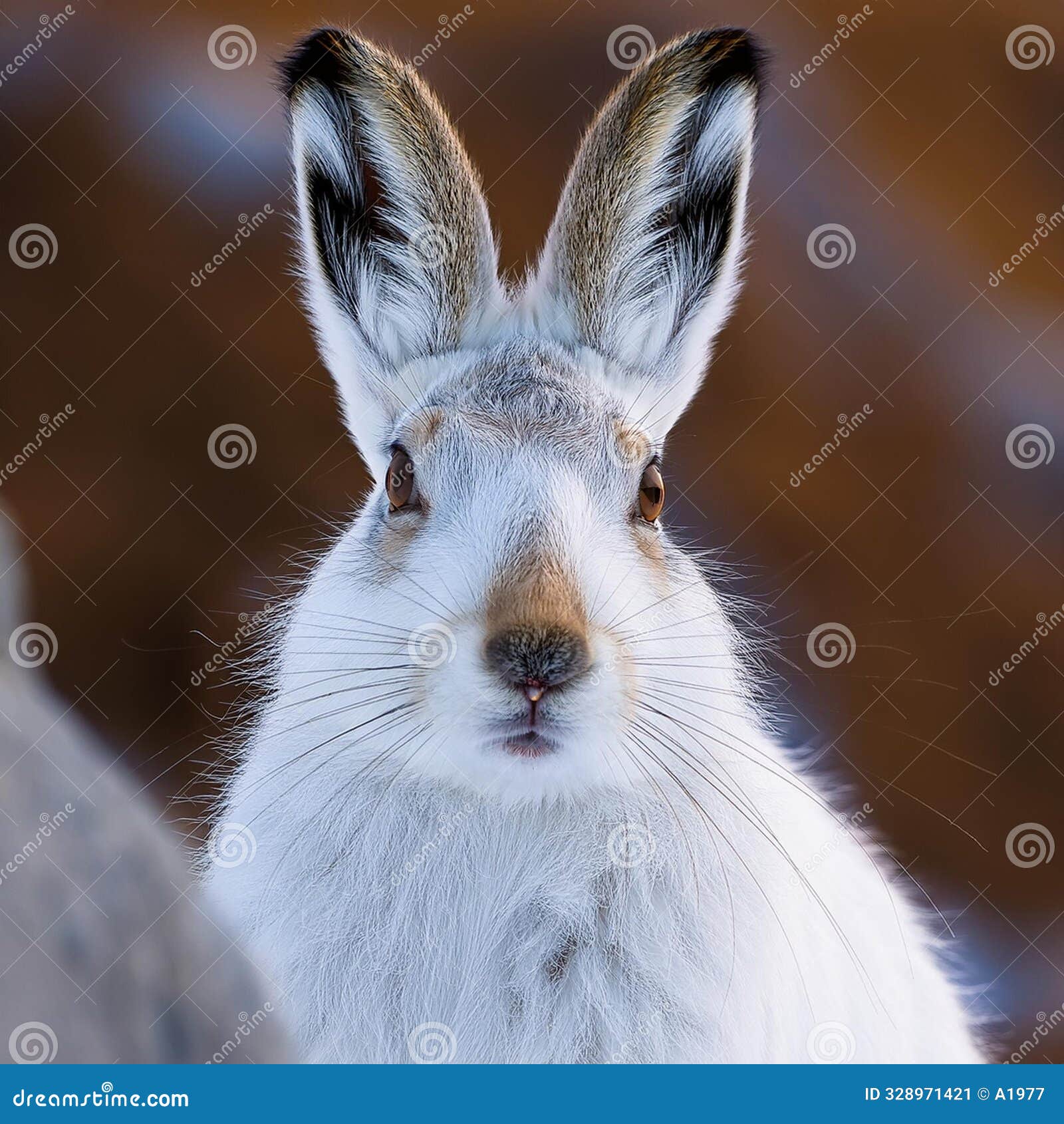 Arctic Hare (Lepus Arcticus), AI Generated Stock Image | CartoonDealer ...
