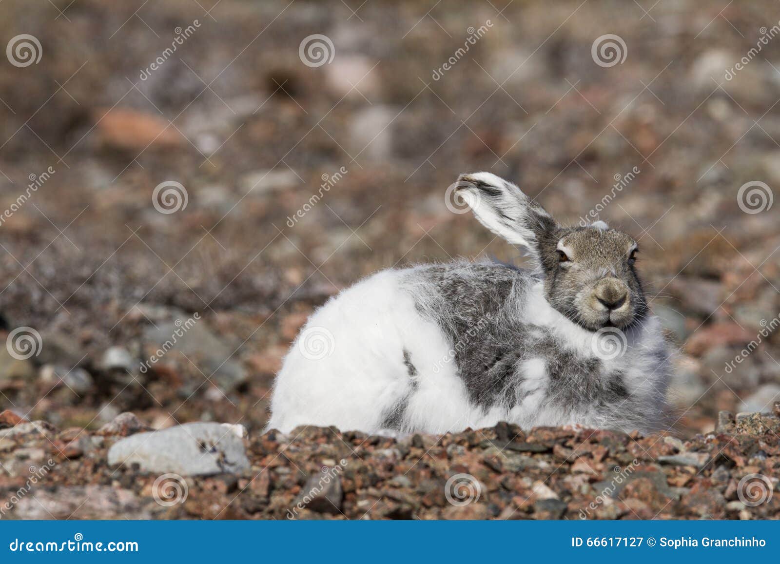 Arctic Hare Lepus Arcticus Chewing On Willow While Staring Into The ...