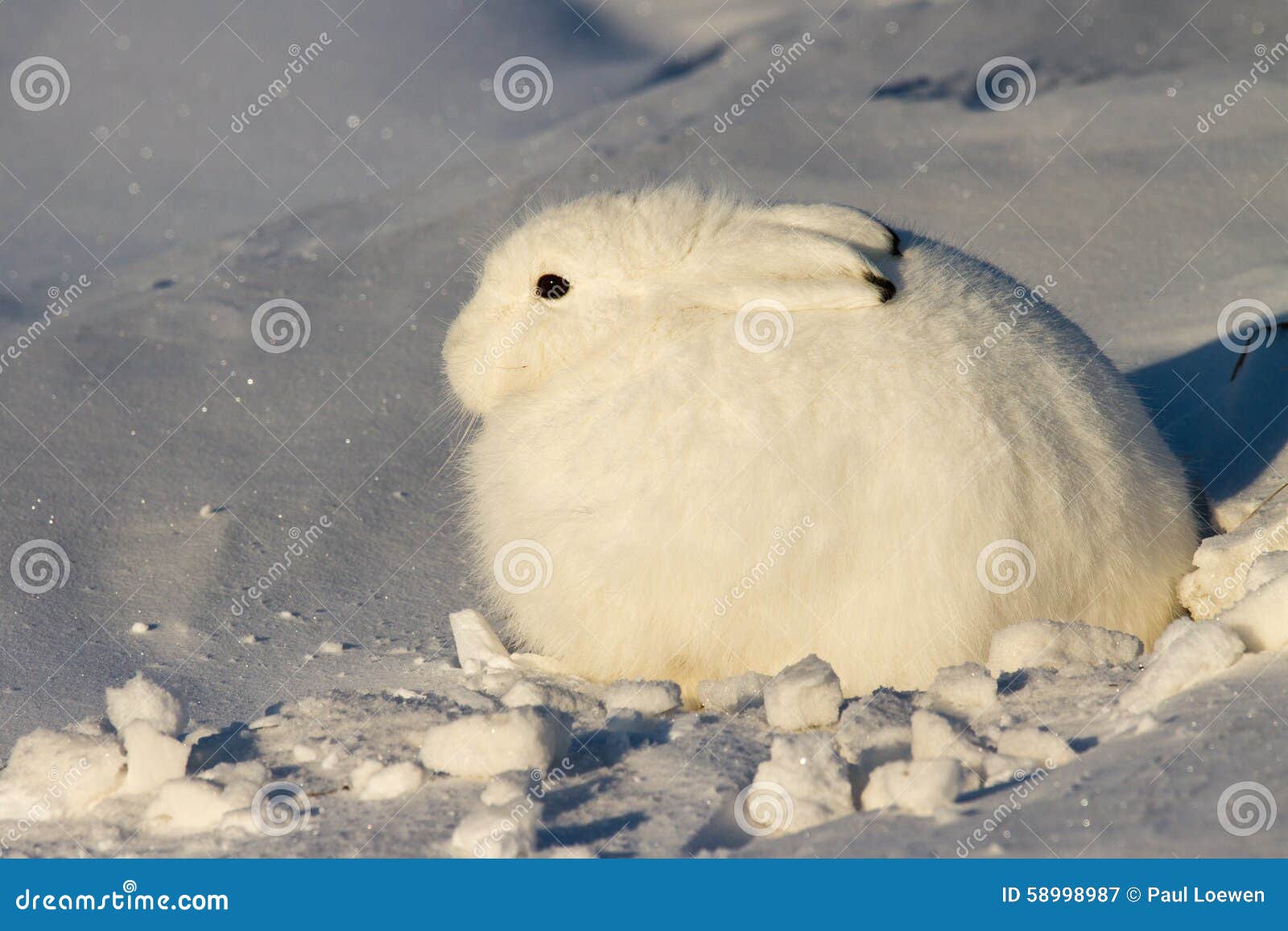 Arctic Hare stock image. Image of snow, winter, white - 58998987