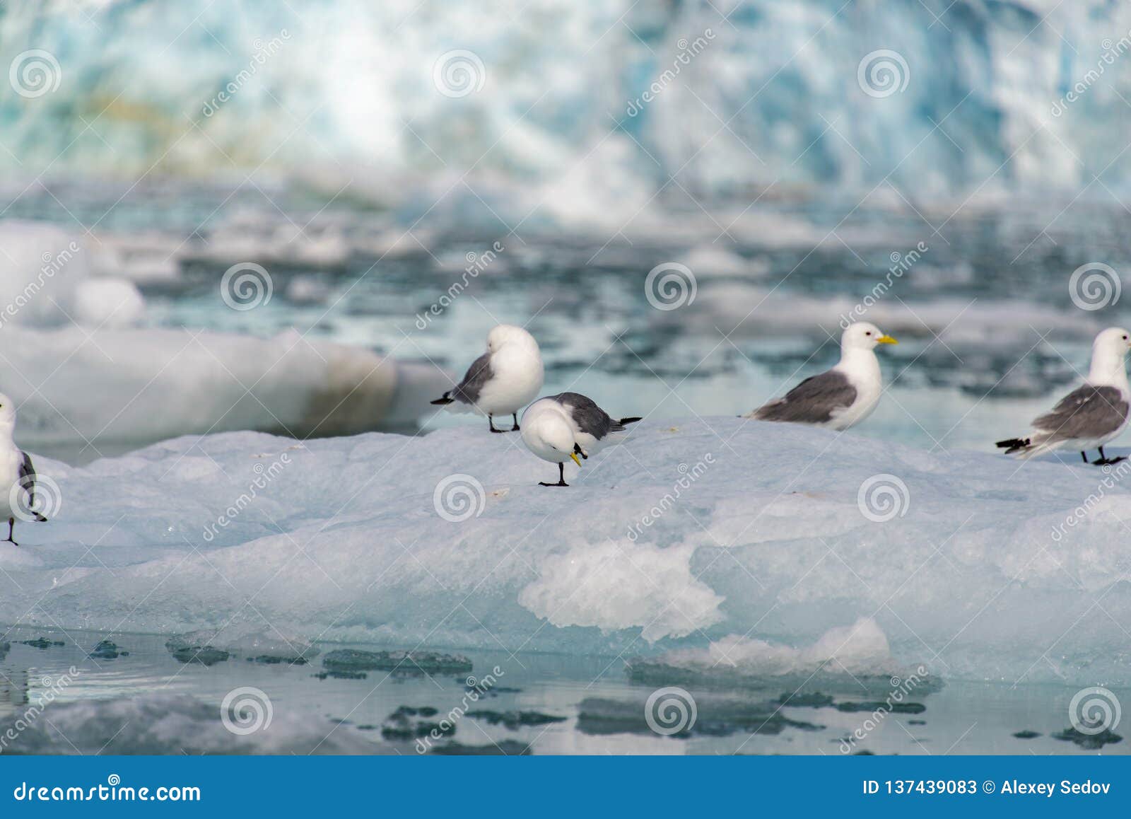 Seagull on the Ice in Svalbard Close Up Stock Image - Image of time ...