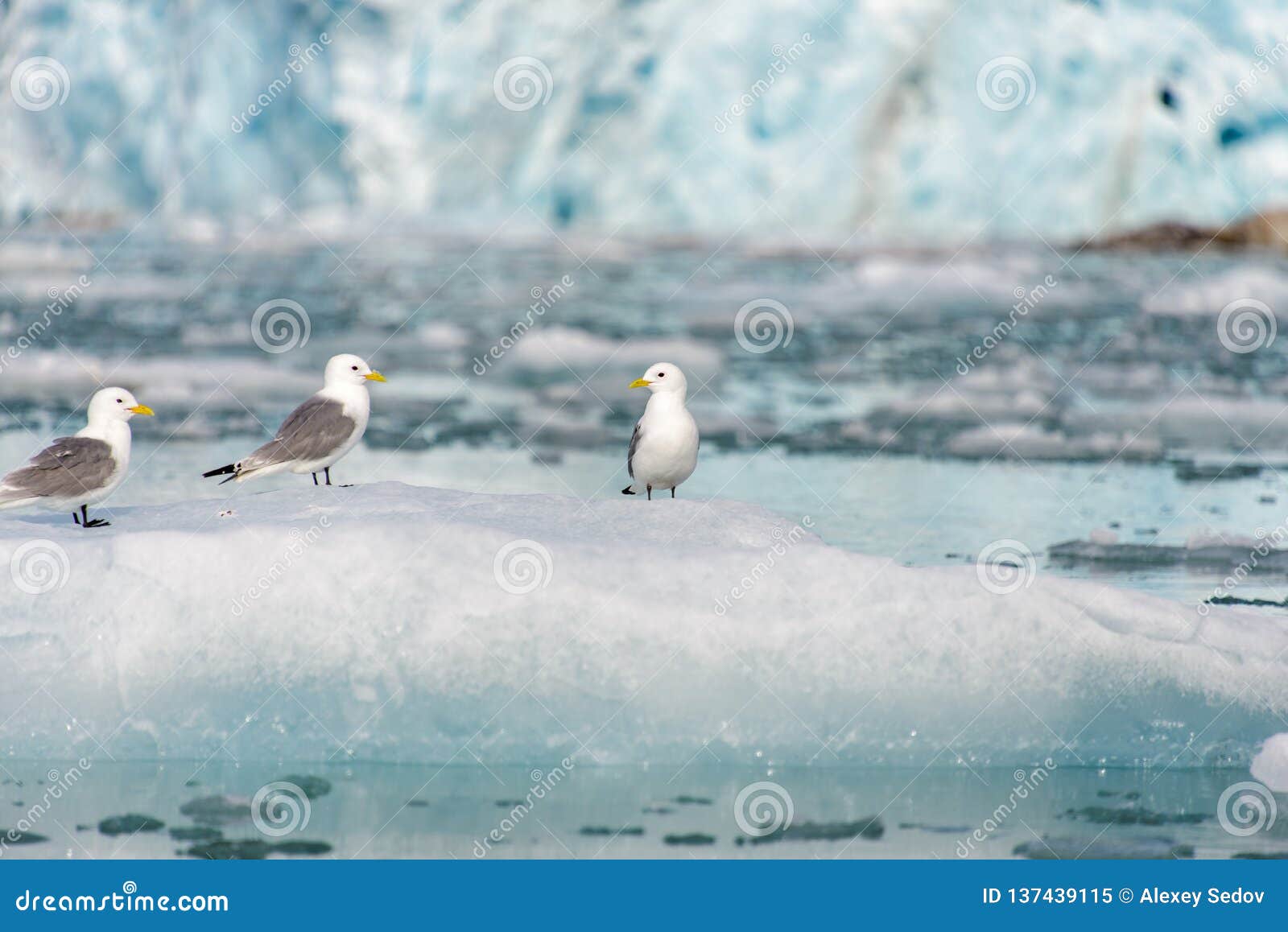 Seagull on the Ice in Svalbard Close Up Stock Image - Image of ocean ...