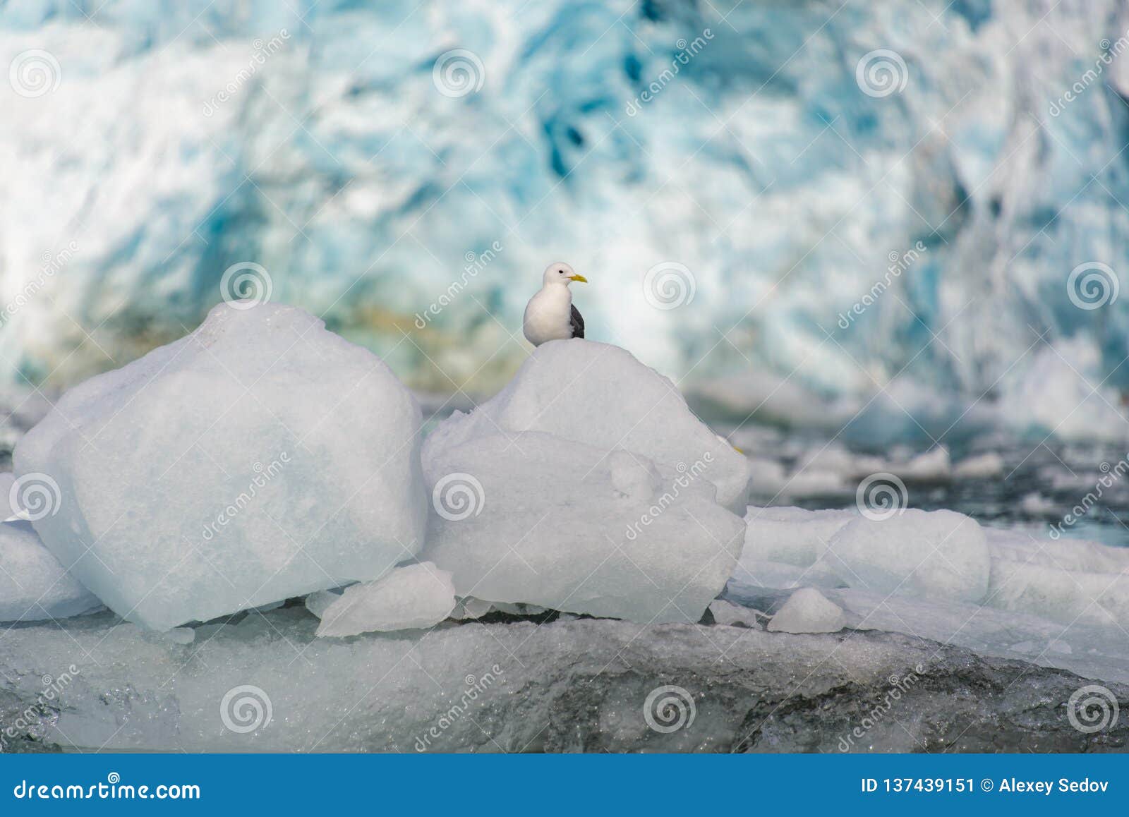 Seagull on the Ice in Svalbard Close Up Stock Image - Image of north ...