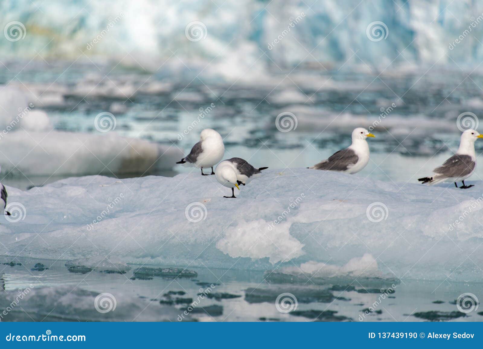 Seagull on the Ice in Svalbard Close Up Stock Photo - Image of glacier ...