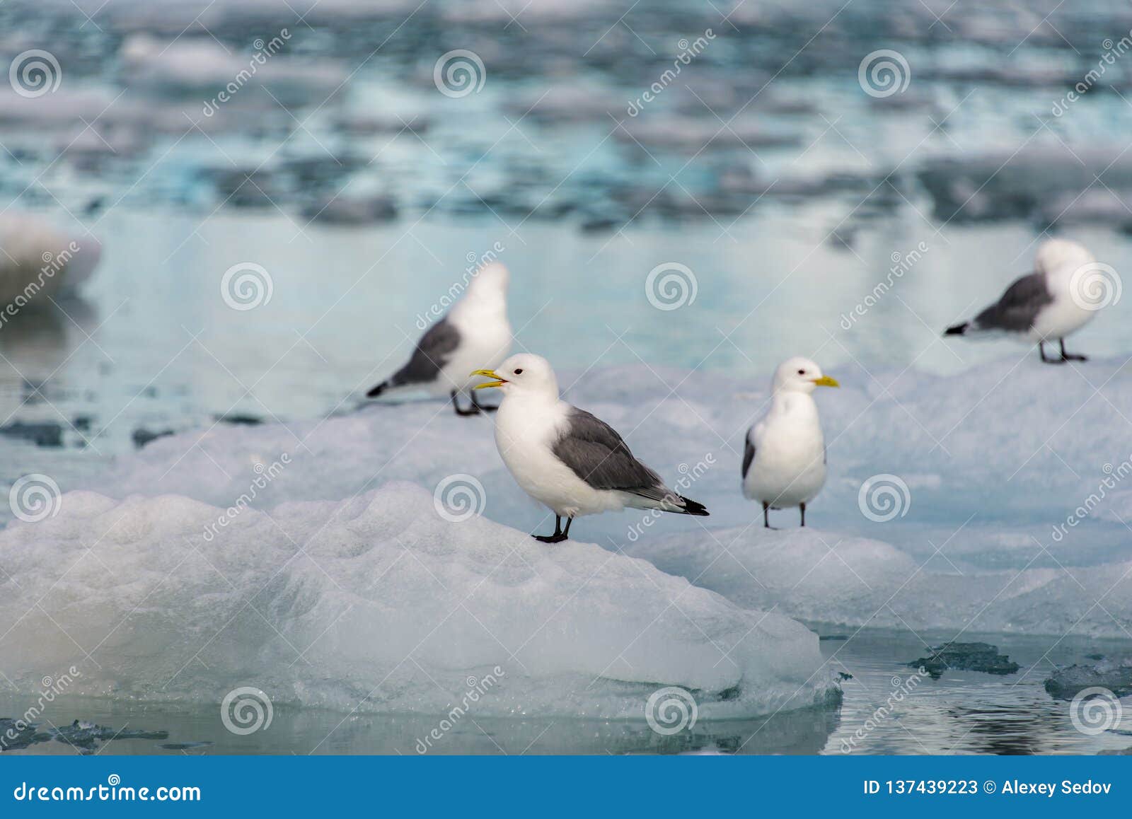 Seagull on the Ice in Svalbard Close Up Stock Image - Image of mountain ...