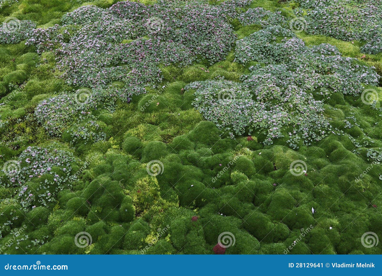 Arctic moss stock image. Image of lichen, biology, background - 28129641