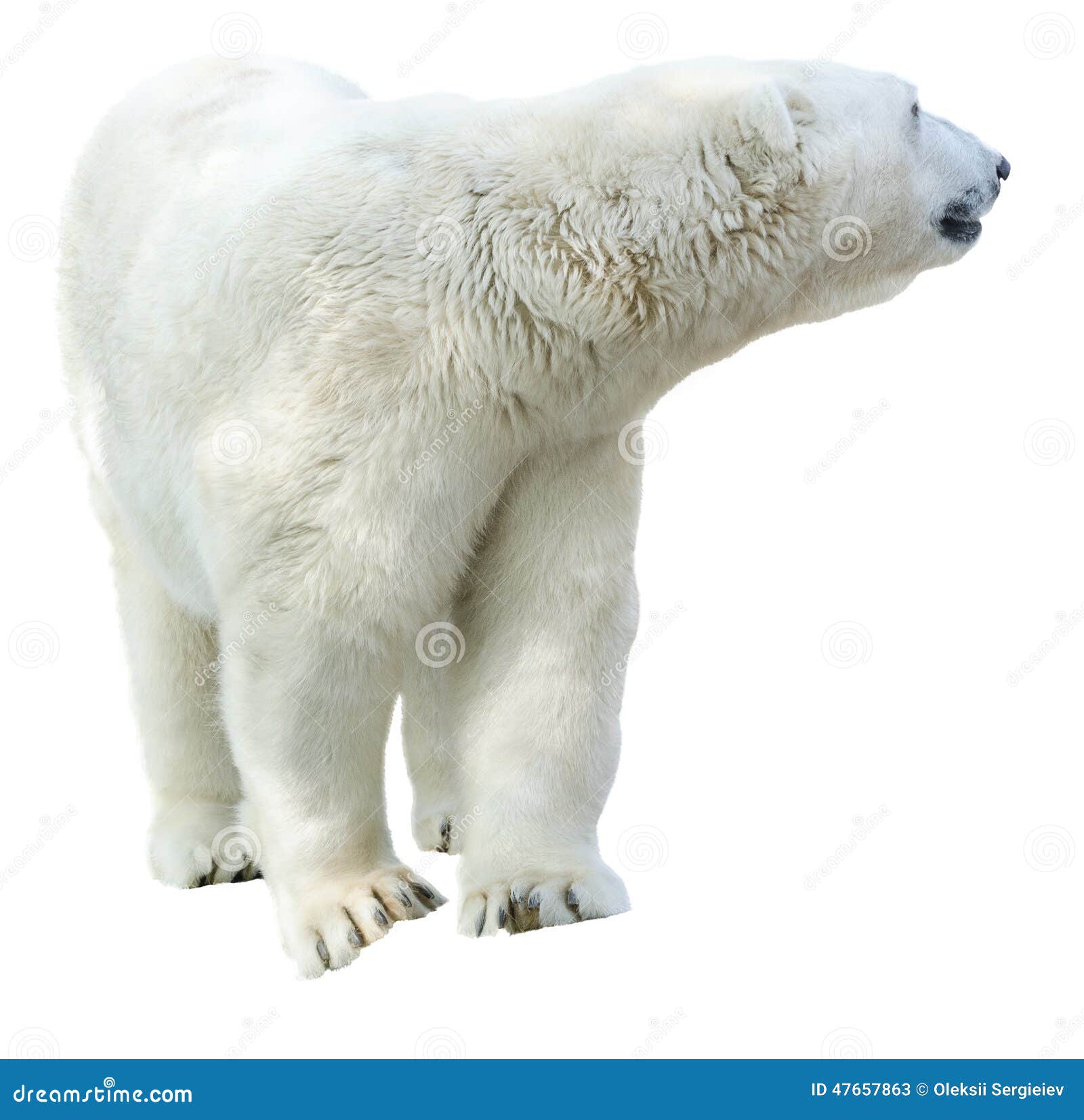 Arctic Polar Bear, Ursus Maritimus Stock Image - Image of focus, polar ...