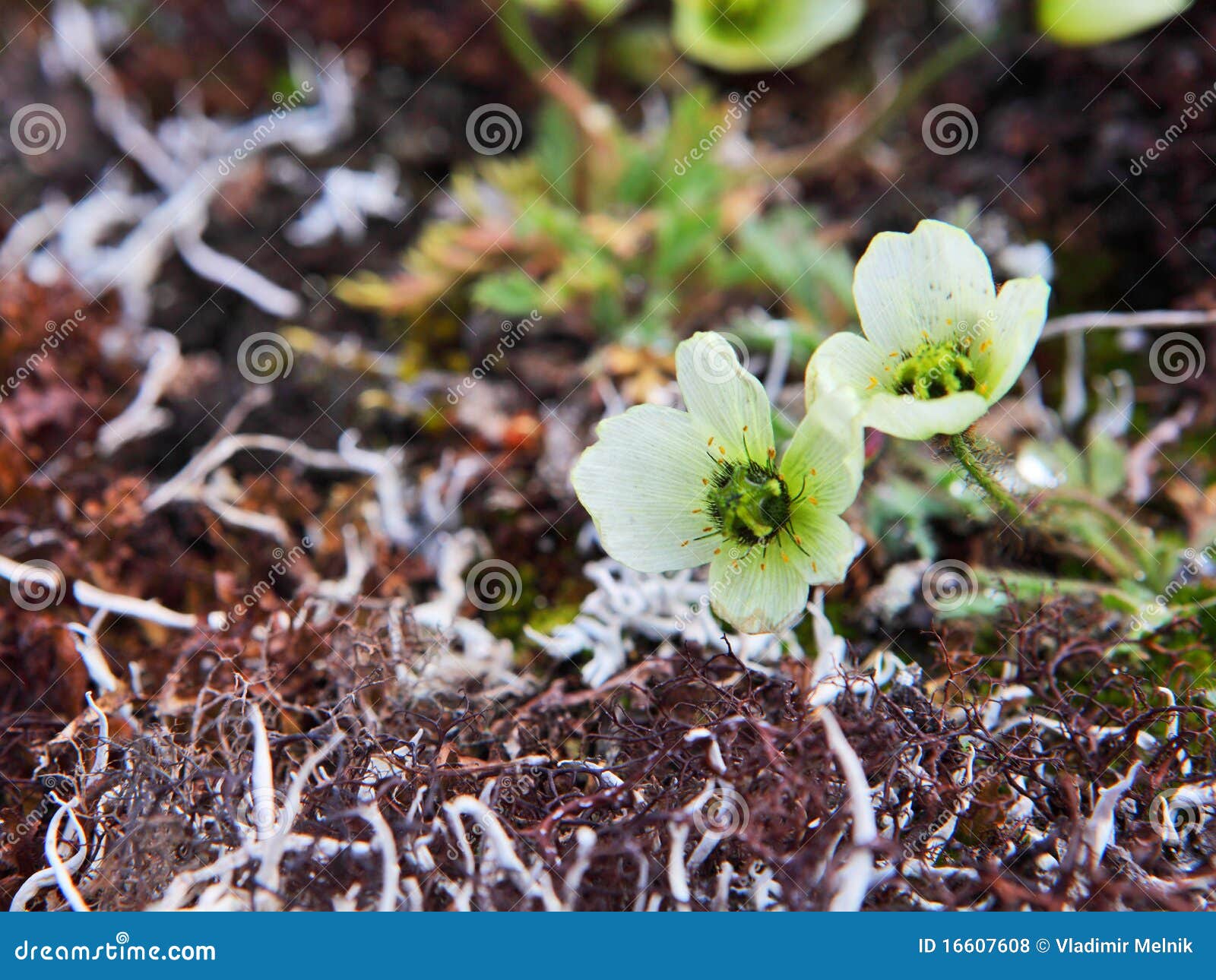 Arctic Poppy stock photo. Image of floral, papaver, josef - 16607608