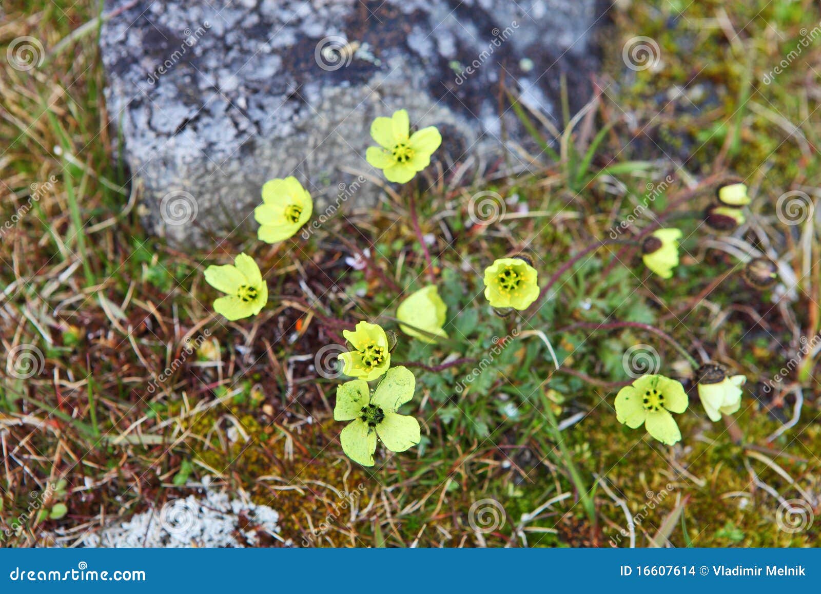 Arctic Poppy stock photo. Image of franz, flora, floral - 16607614