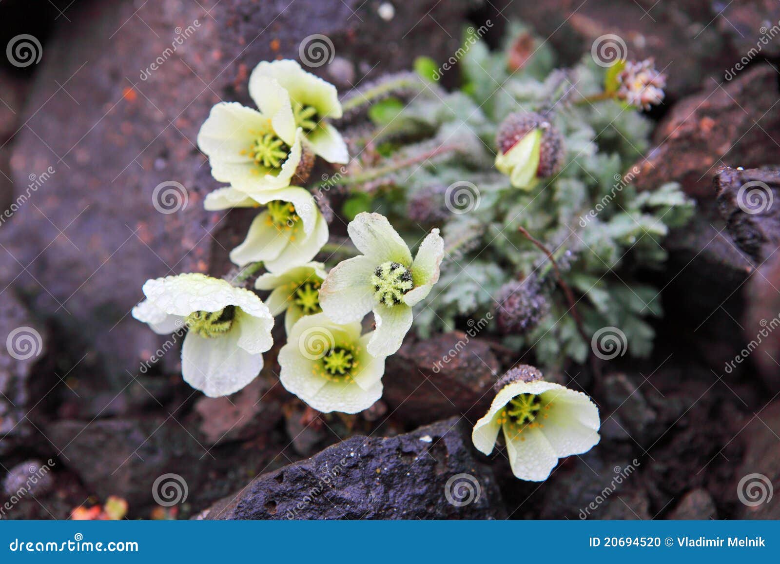 Arctic Poppy stock photo. Image of poppy, arctic, polar - 20694520