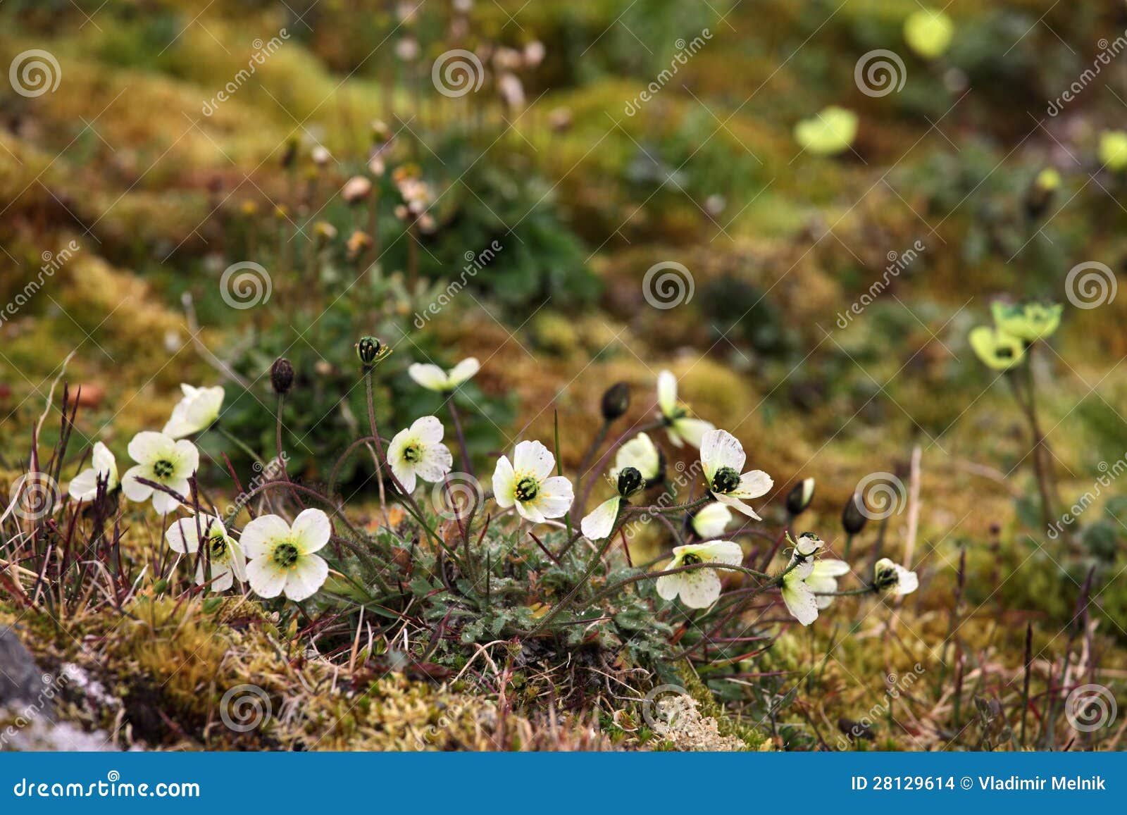 Arctic poppy stock photo. Image of plant, environment - 28129614