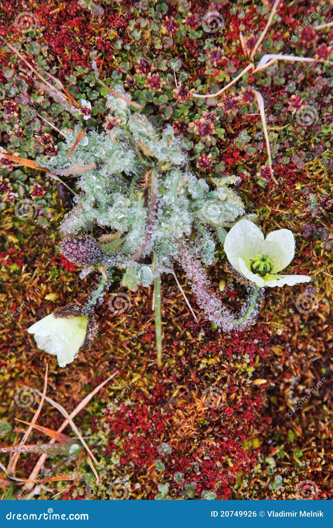 Arctic Poppy (Papaver Radicatum) Stock Photo - Image of nature, moss ...