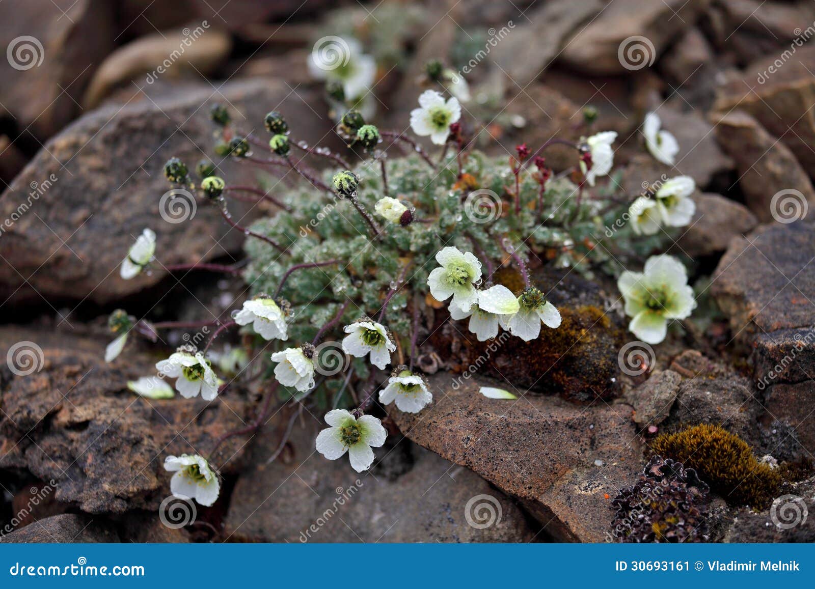 Arctic Poppy stock image. Image of circle, land, flora - 30693161