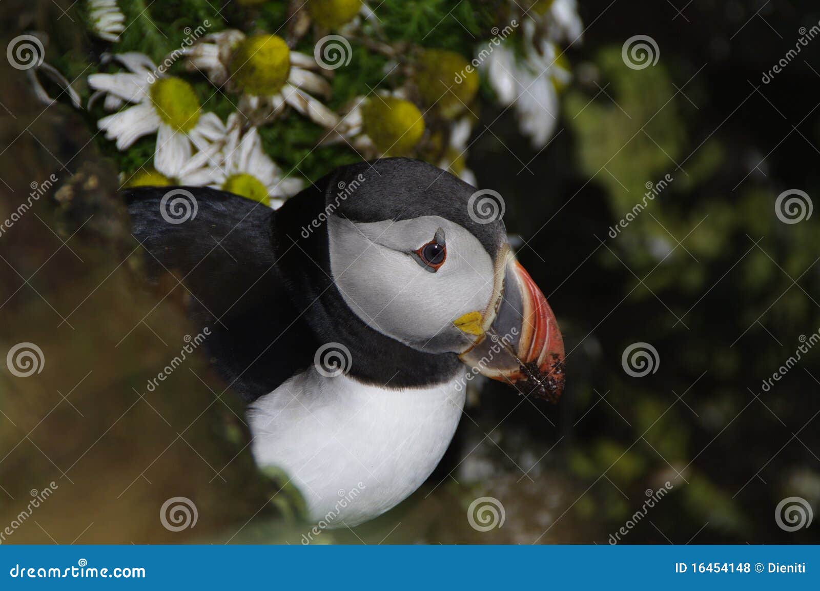 Arctic Puffin, Iceland stock photo. Image of iceland - 16454148