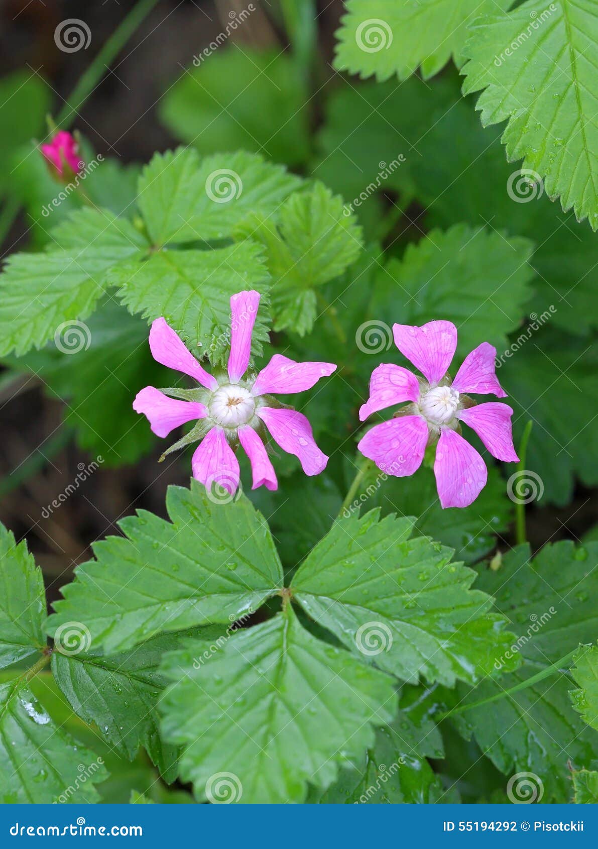 Arctic raspberry stock photo. Image of herb, vitamin - 55194292