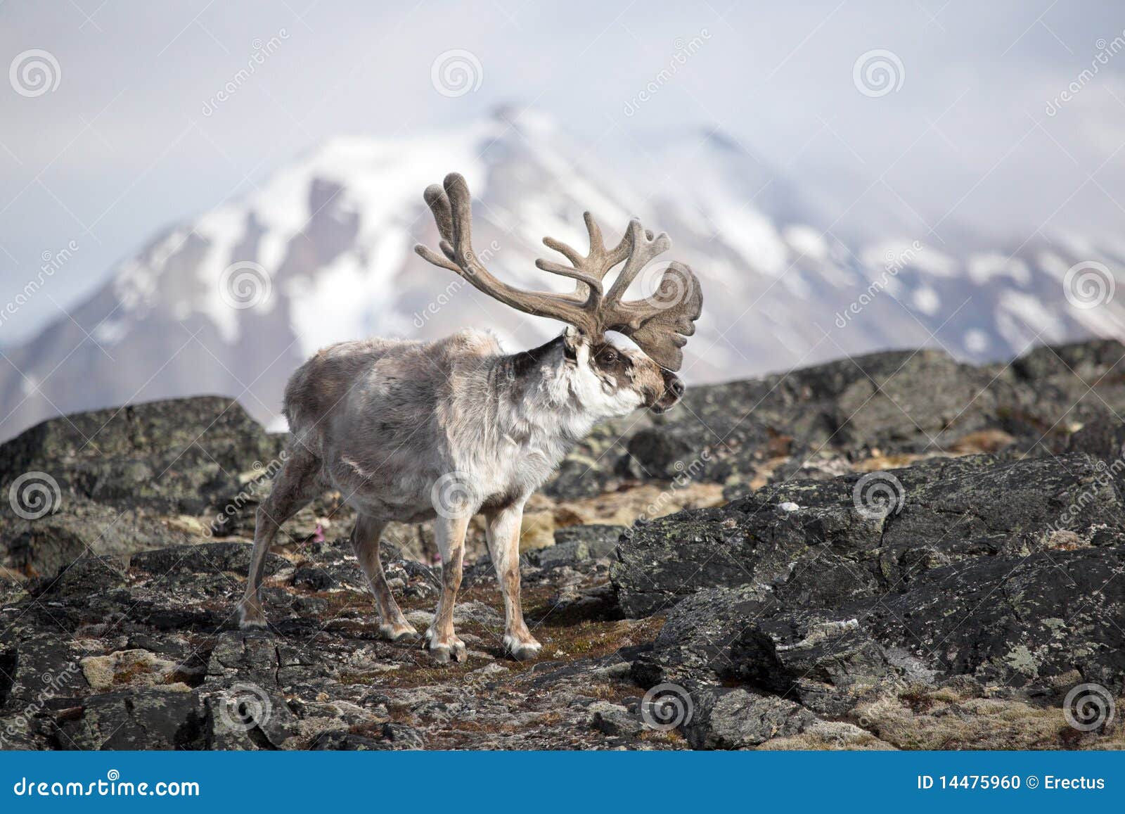 Arctic reindeer stock photo. Image of snow, arctic, nature - 14475960