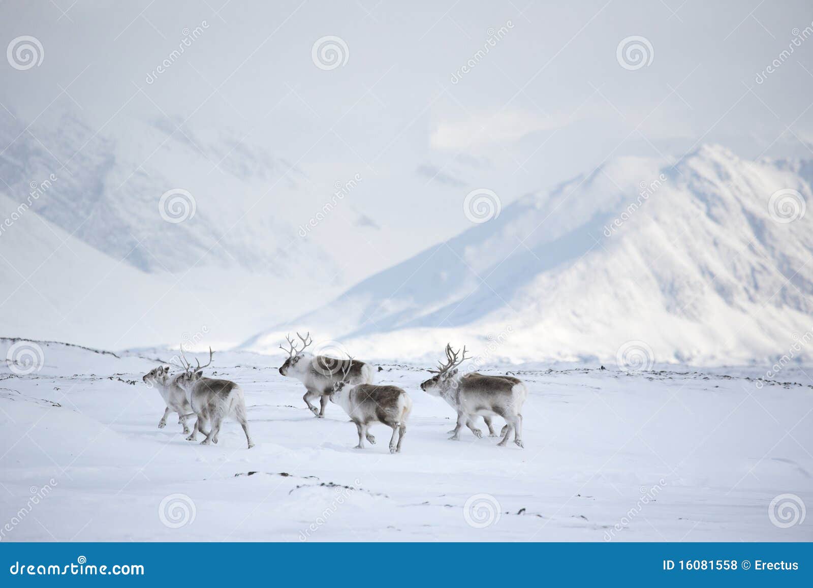 Arctic reindeers stock photo. Image of glacier, snow - 16081558