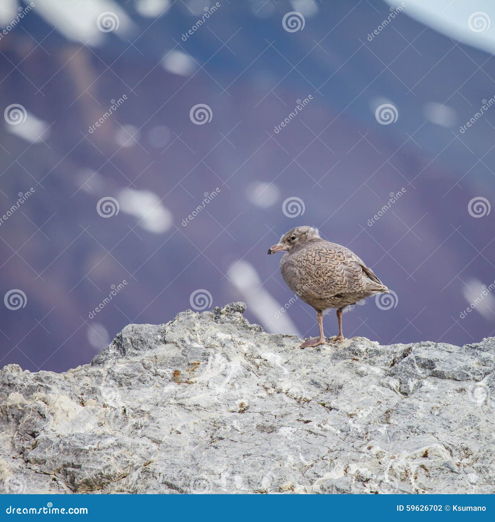 Arctic Skua stock photo. Image of pole, mountain, animal - 59626702