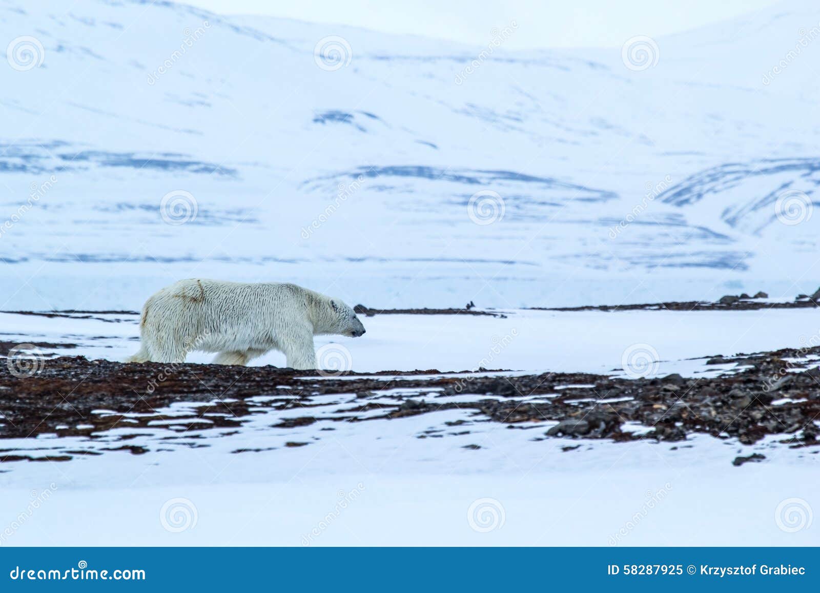Arctic Spring in South Spitsbergen. Polar Bear. Stock Image - Image of ...