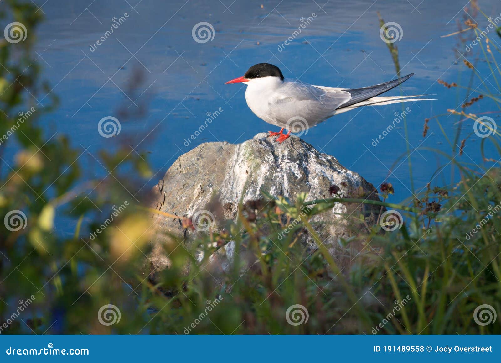 Arctic Tern Perched on Rock in Marsh Stock Photo - Image of tern, rock ...