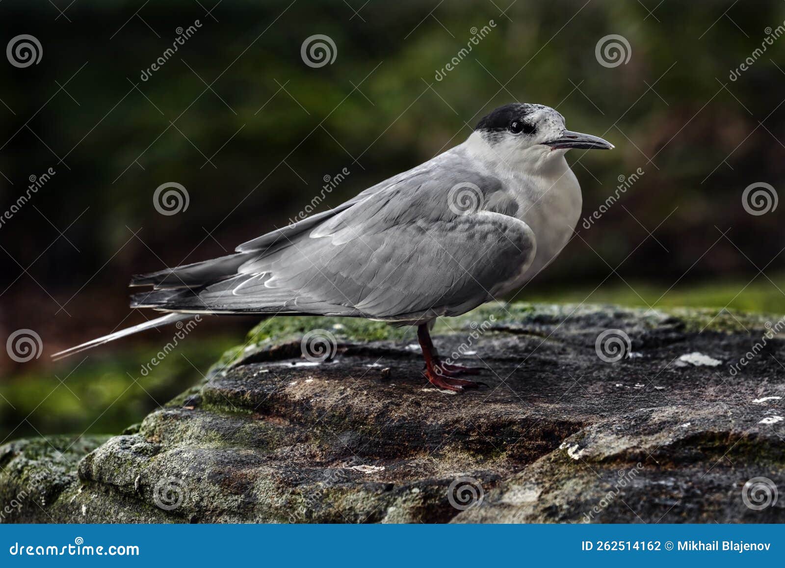 Arctic tern 5 stock photo. Image of flight, feather - 262514162