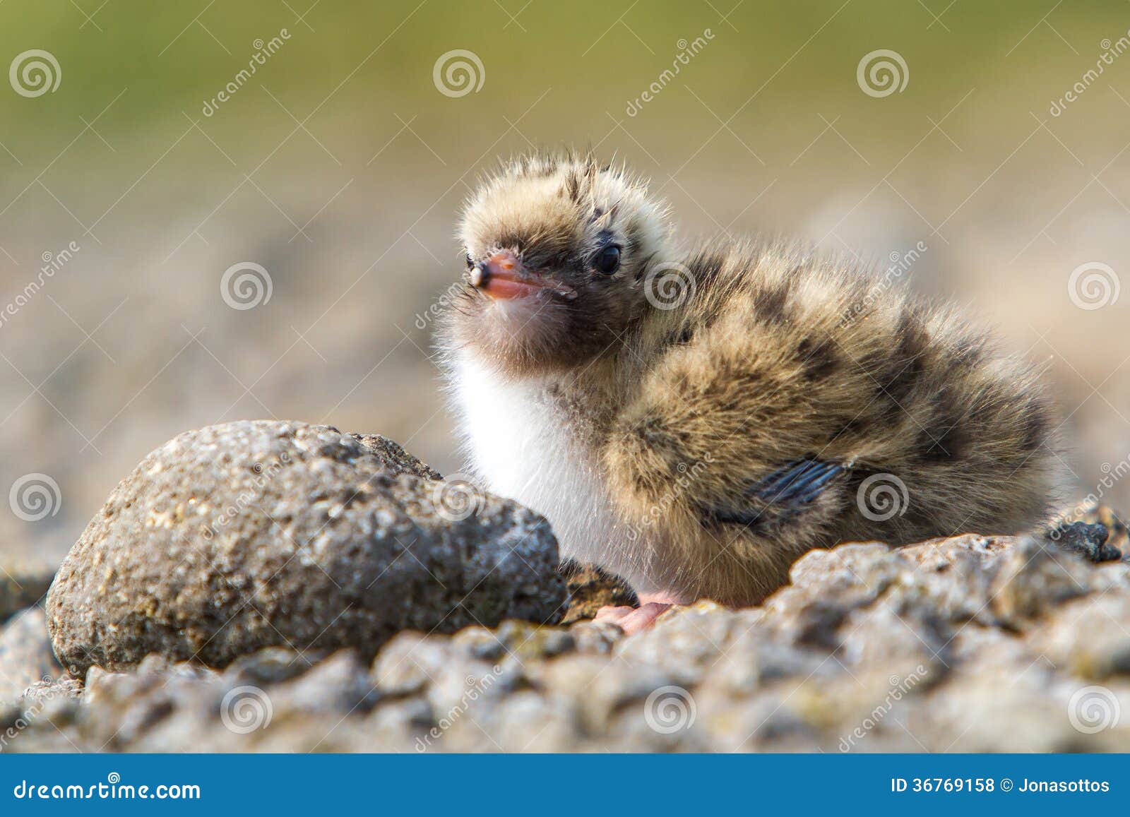Arctic Tern Chick stock photo. Image of wildlife, tern - 36769158