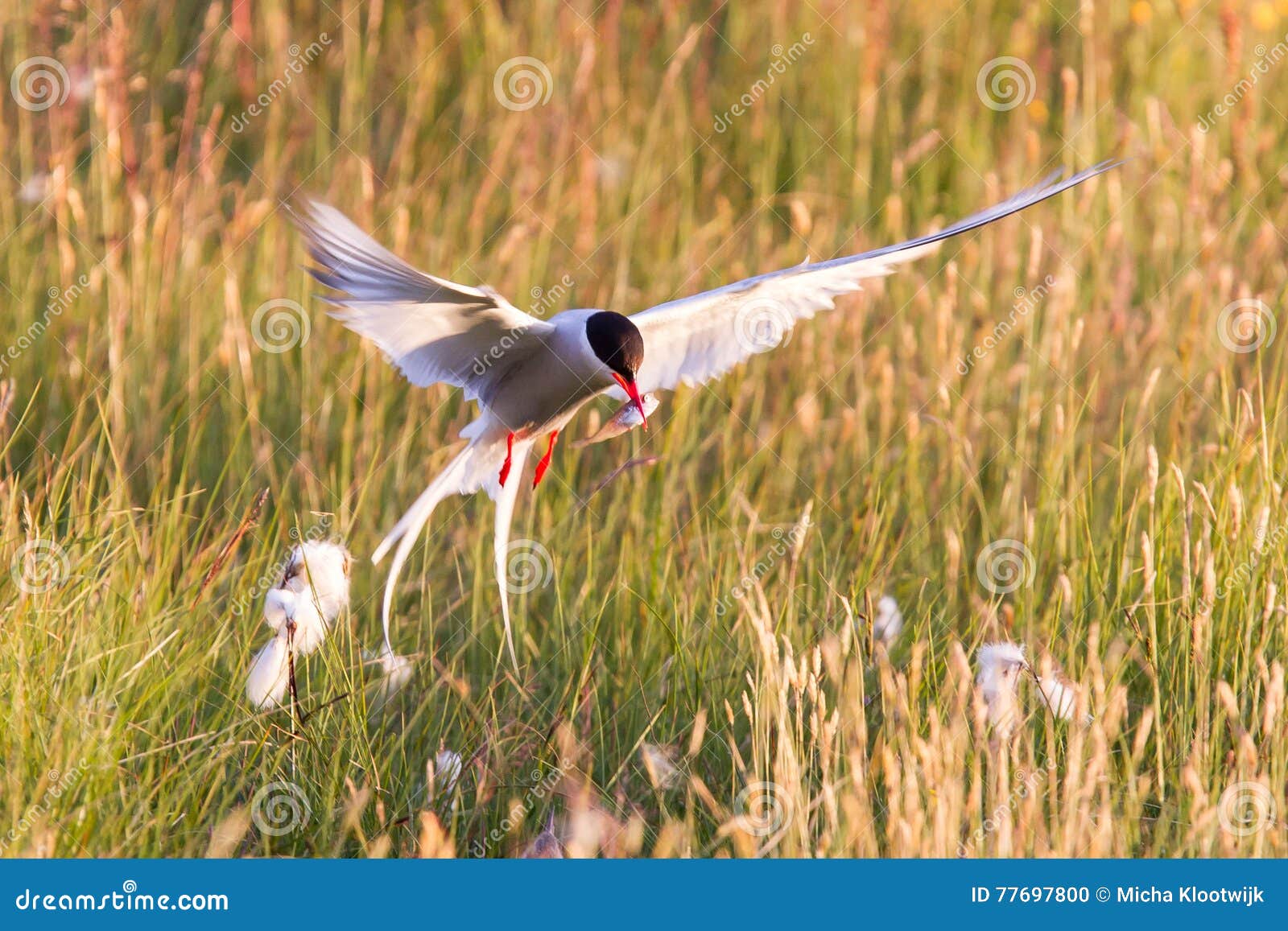 Arctic Tern with a Fish - Warm Evening Sun Stock Photo - Image of hover ...